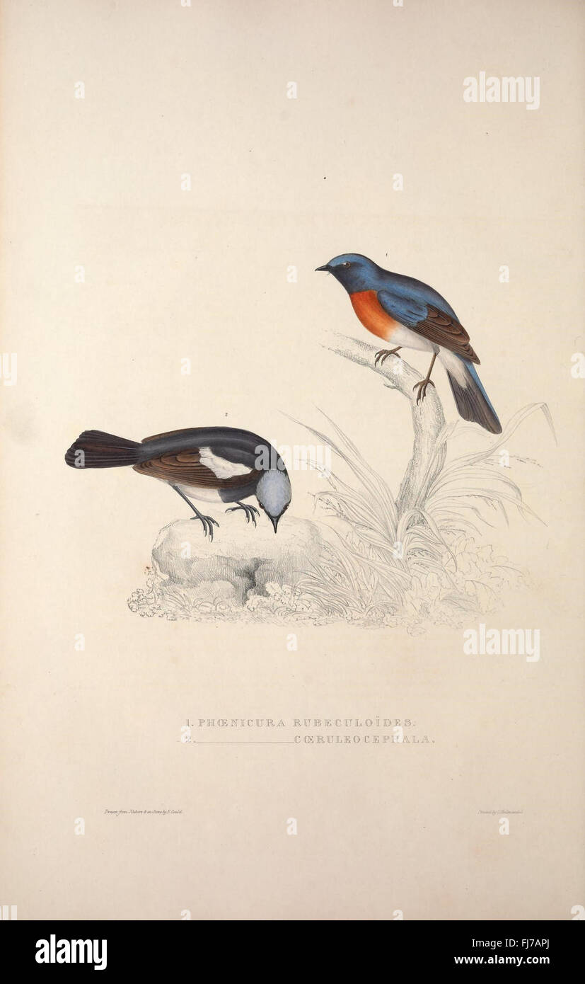 A century-long study on the bird species of the Himalaya Mountains ...