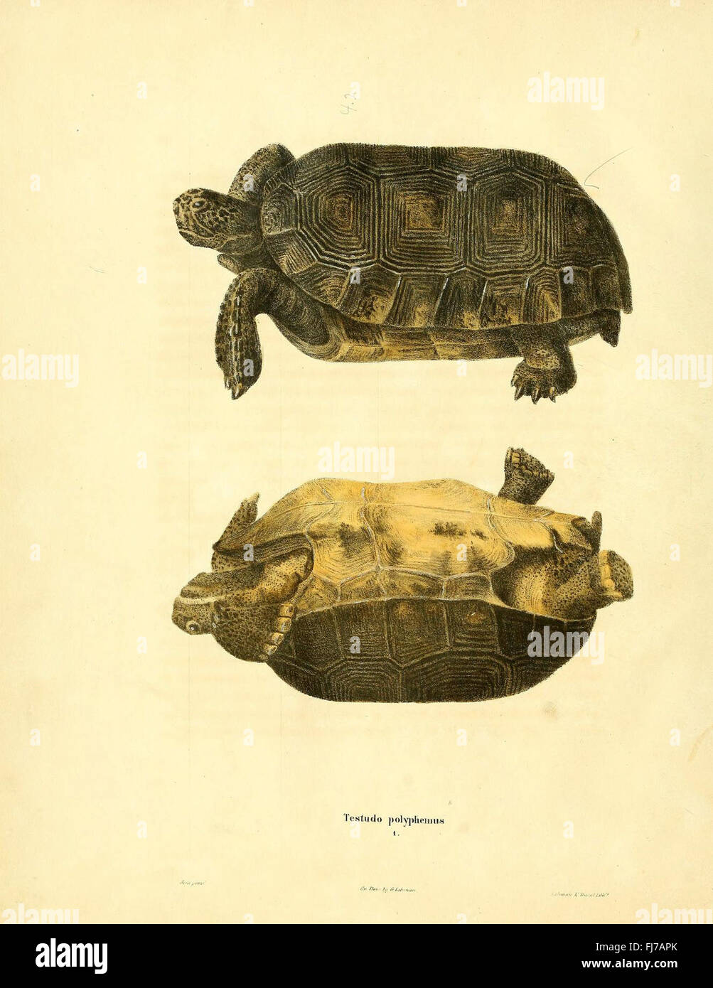 Herpetology of North America, Description of U.S. Reptiles Stock Photo ...