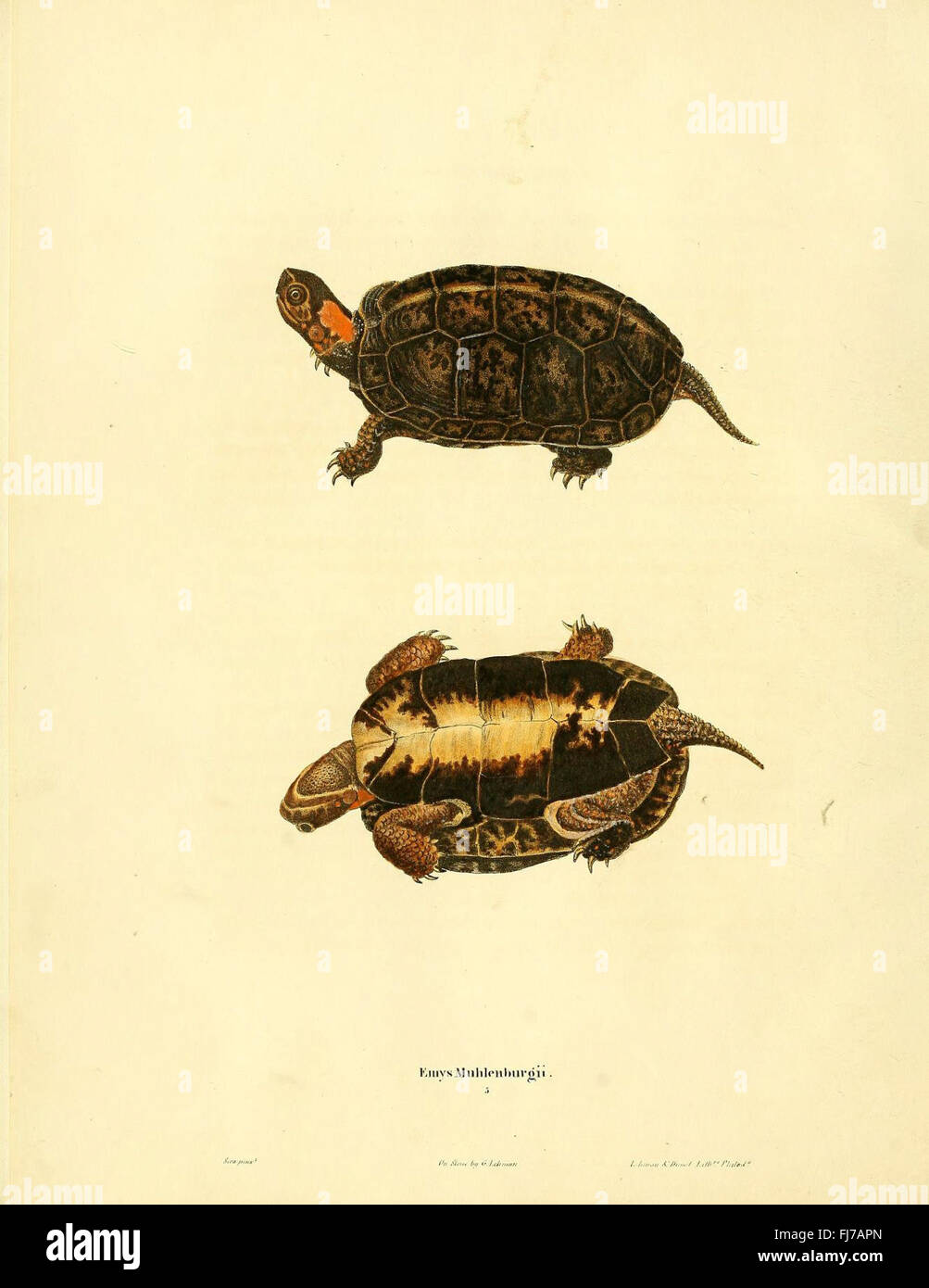 A comprehensive description of the reptiles of the United States ...