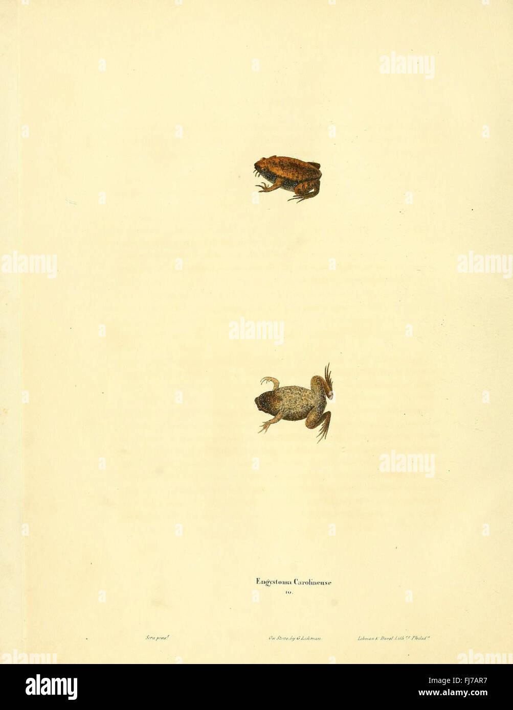 A comprehensive study of reptiles in the United States, with detailed ...