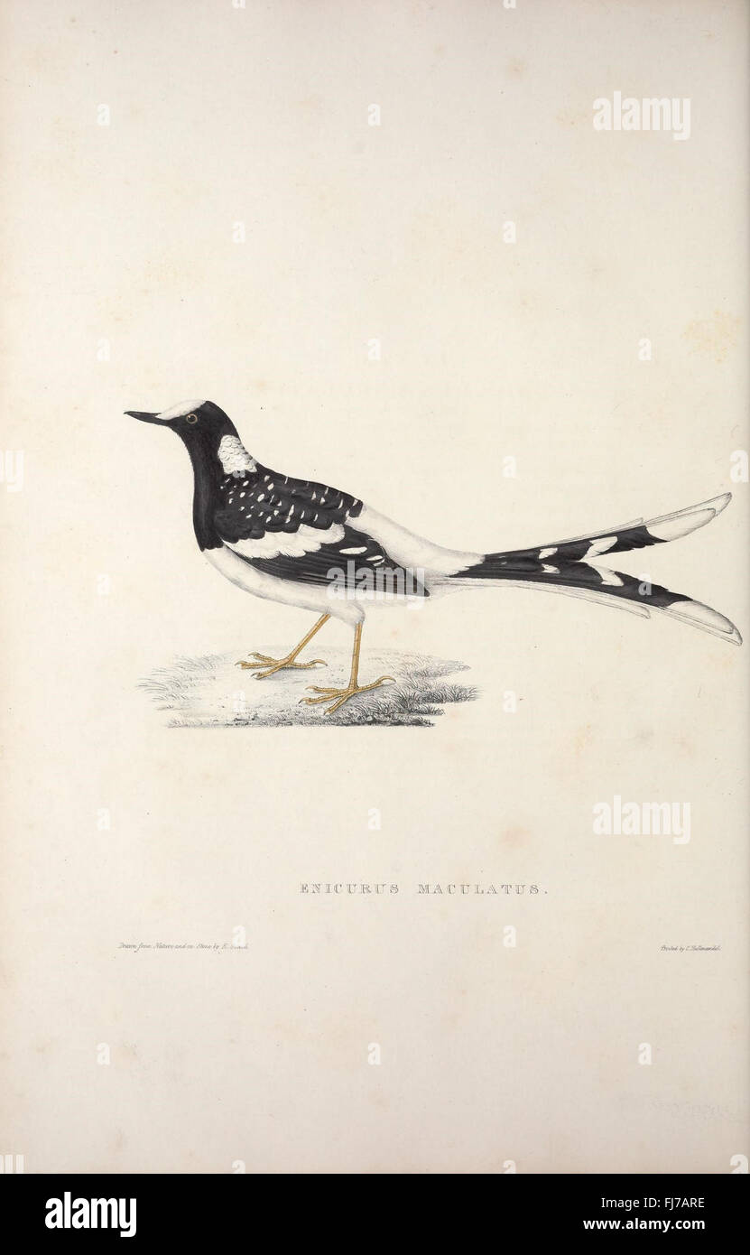 A century of birds from the Himalaya Mountains (TAB. XXVII Stock Photo ...