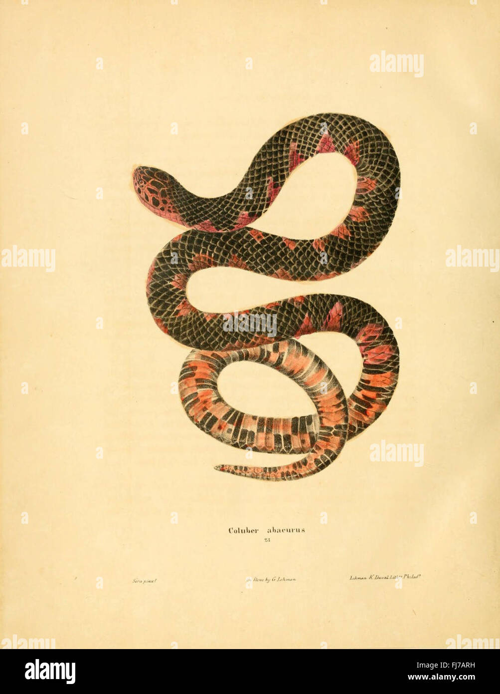 North American Herpetology, or A Description of the Reptiles Inhabiting ...