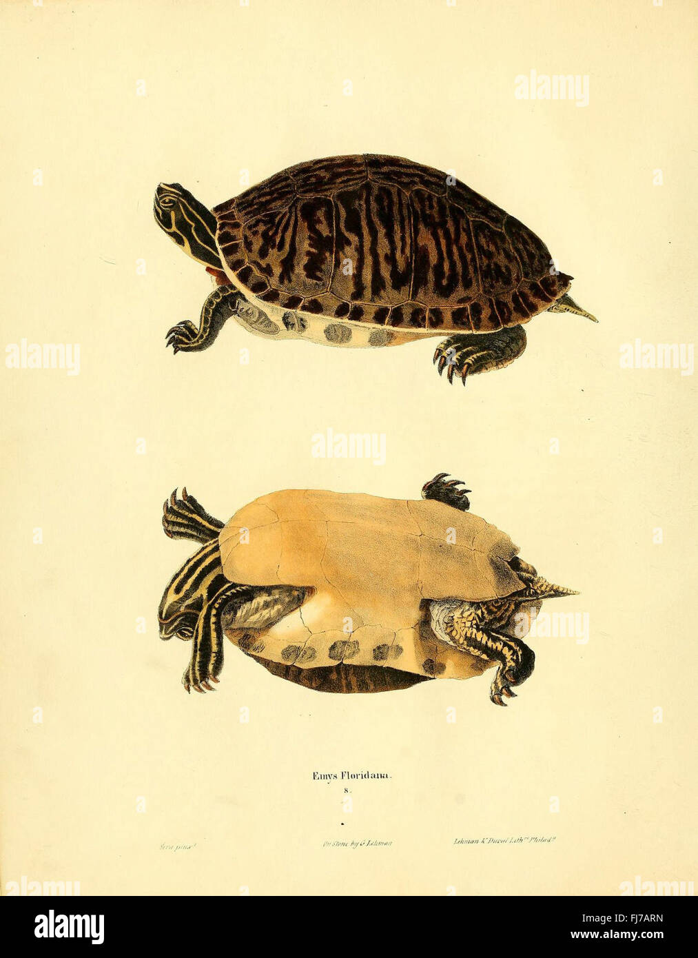 A comprehensive guide to the reptiles and amphibians of North America ...