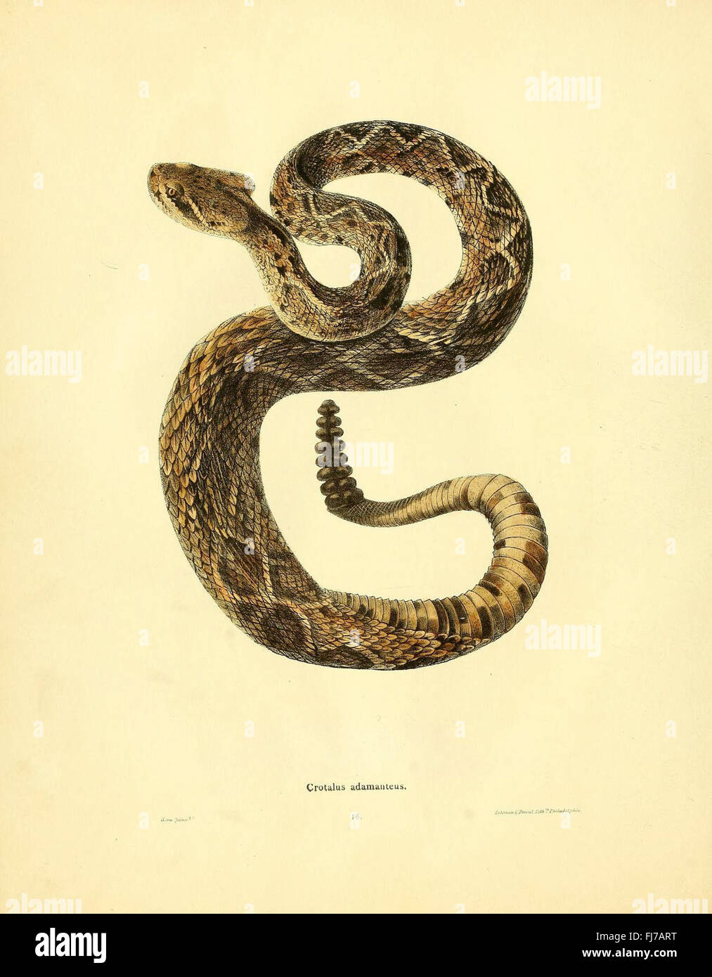 A comprehensive work documenting the reptiles of the United States ...