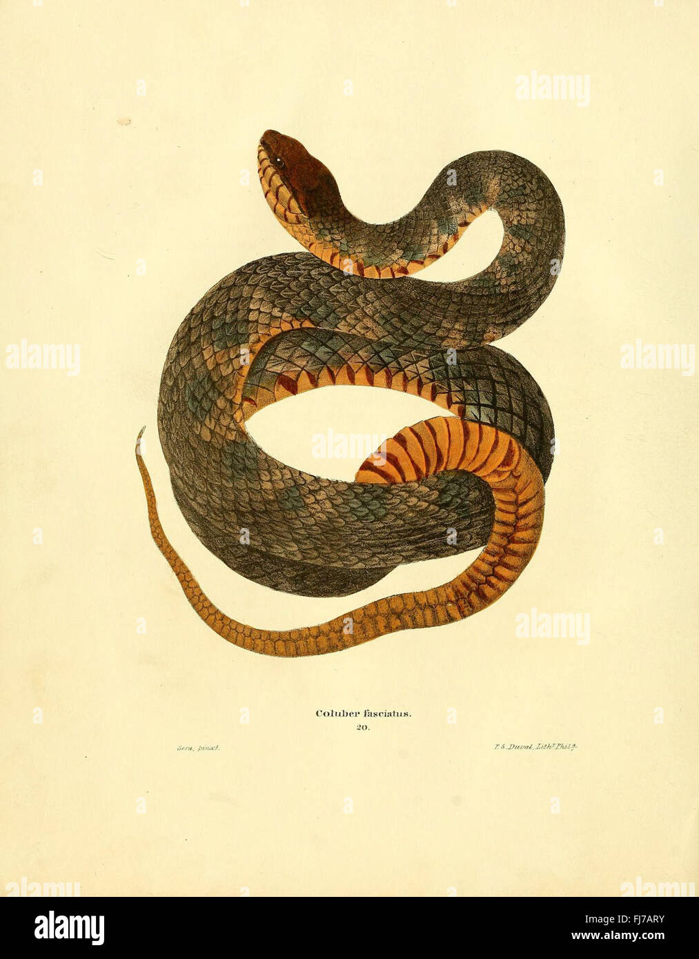A comprehensive study of reptiles and amphibians found in the United ...