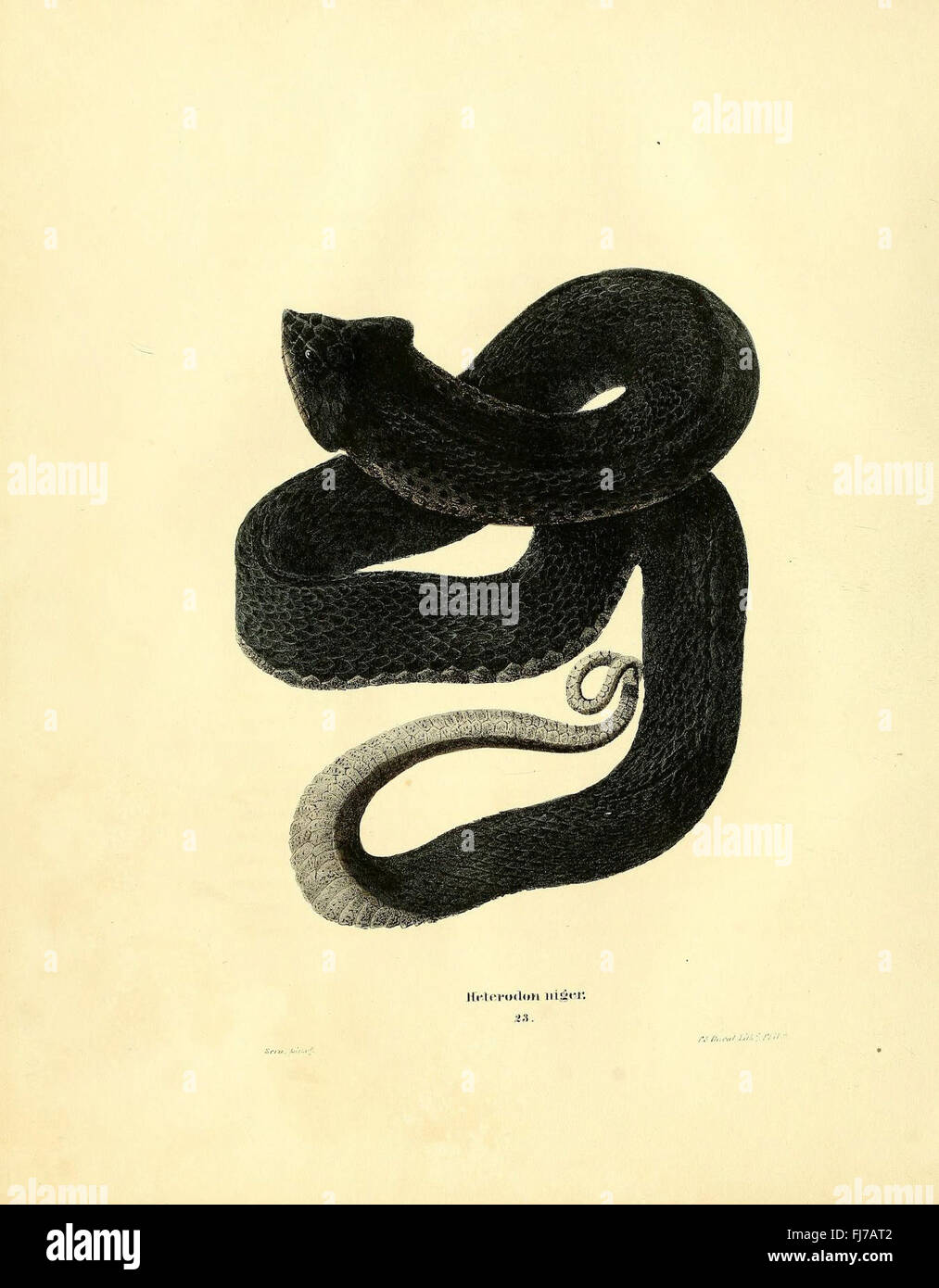 A study on the reptiles of North America, documenting their species ...