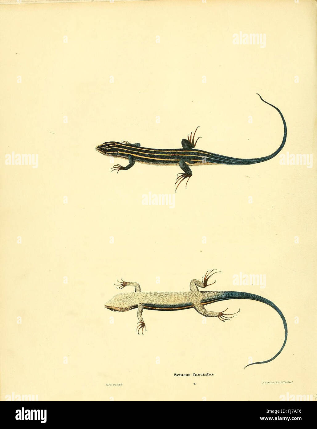 A comprehensive guide to the reptiles and amphibians of the United ...
