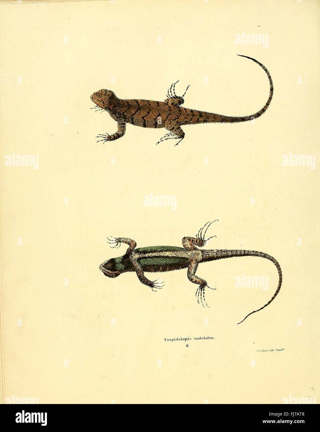 North American herpetology, or, A description of the reptiles ...