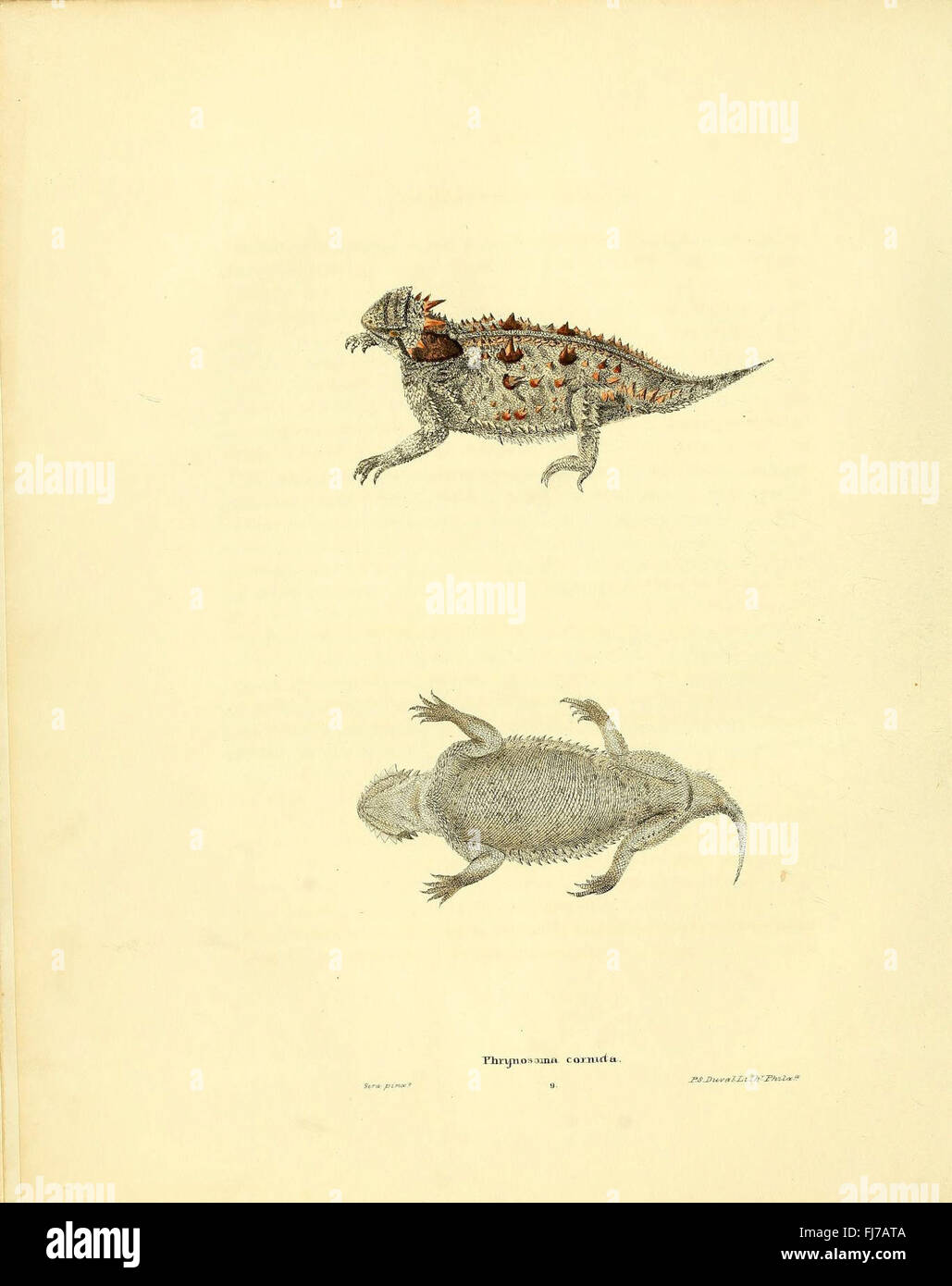 North American herpetology, or, A description of the reptiles ...