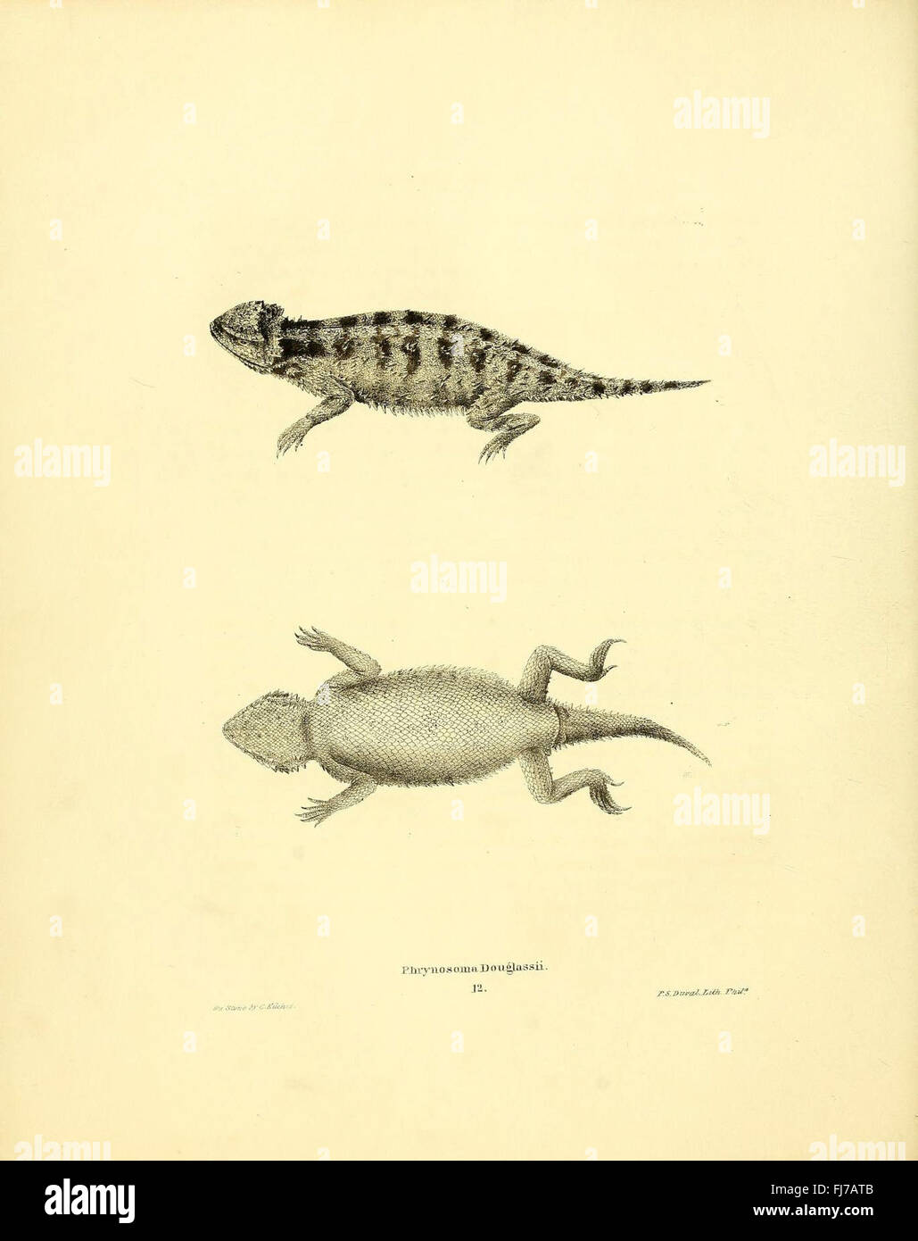 A comprehensive work describing the reptile species native to the ...
