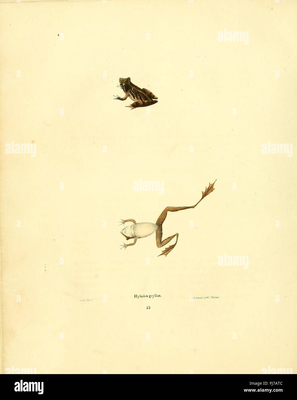 This comprehensive study of North American reptiles covers herpetology ...