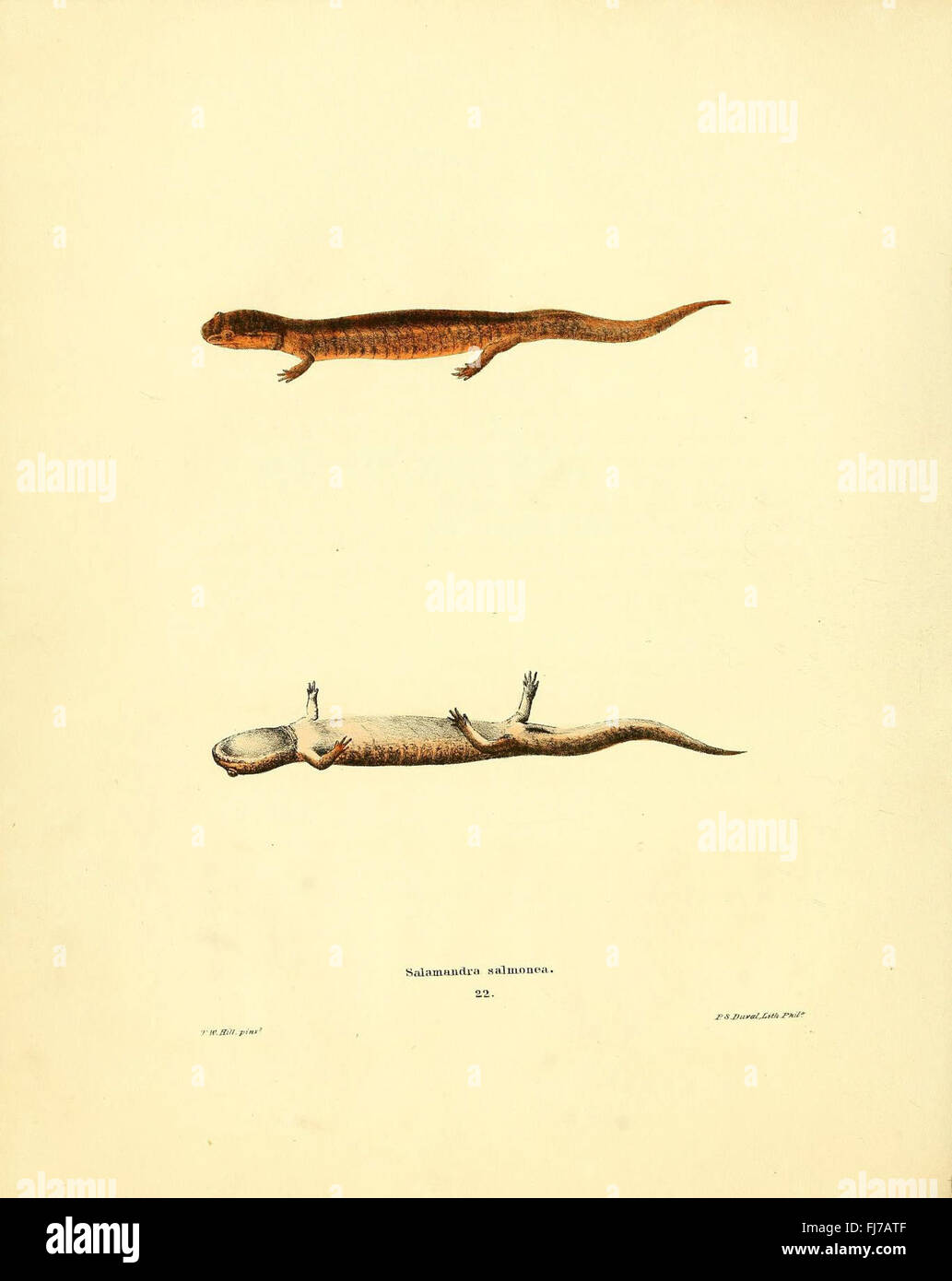 North American Herpetology: Reptiles of the United States Stock Photo ...