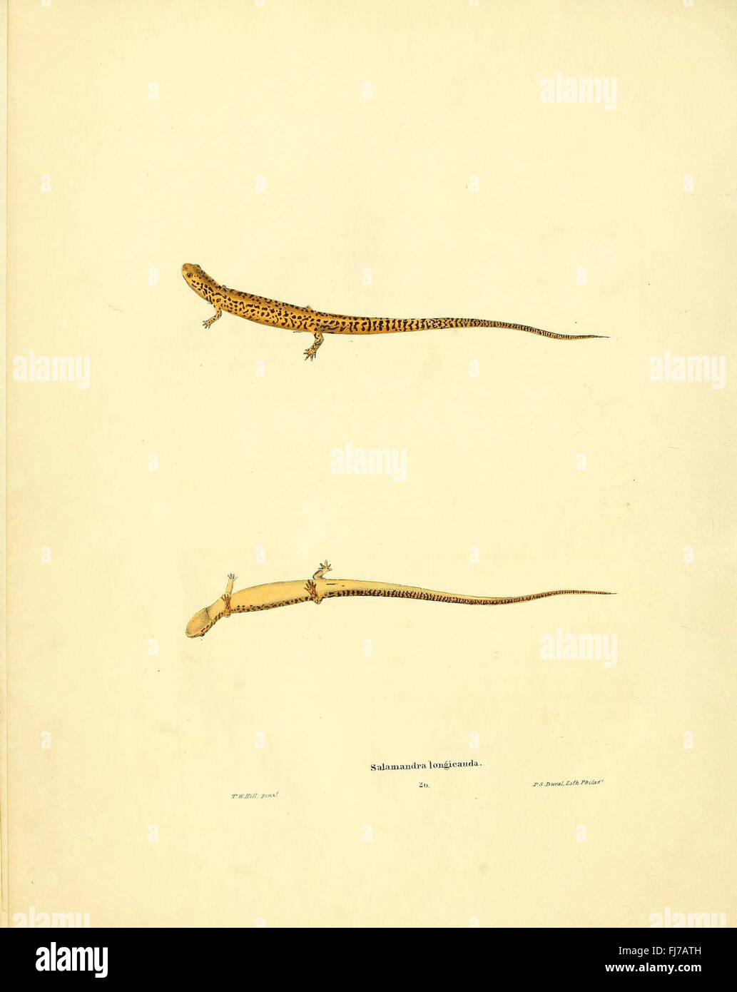 North American herpetology, or, A description of the reptiles ...
