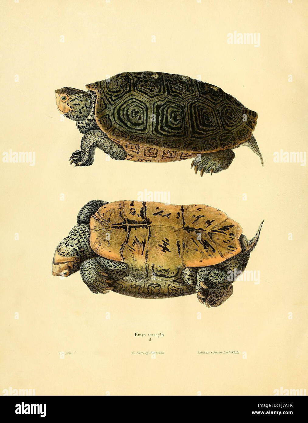 A comprehensive study of reptiles found in the United States ...
