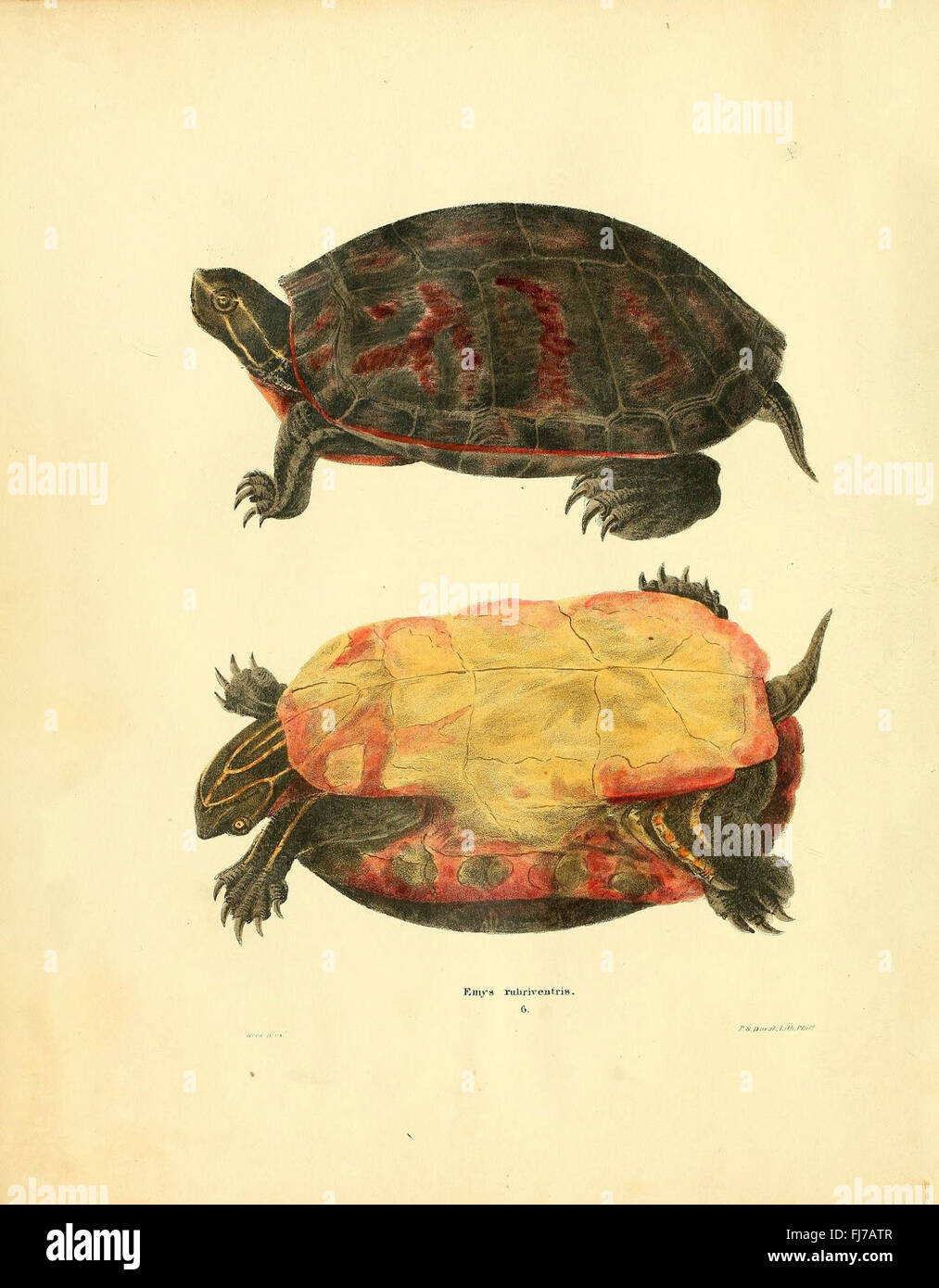 A comprehensive guide to the amphibians and reptiles of North America ...