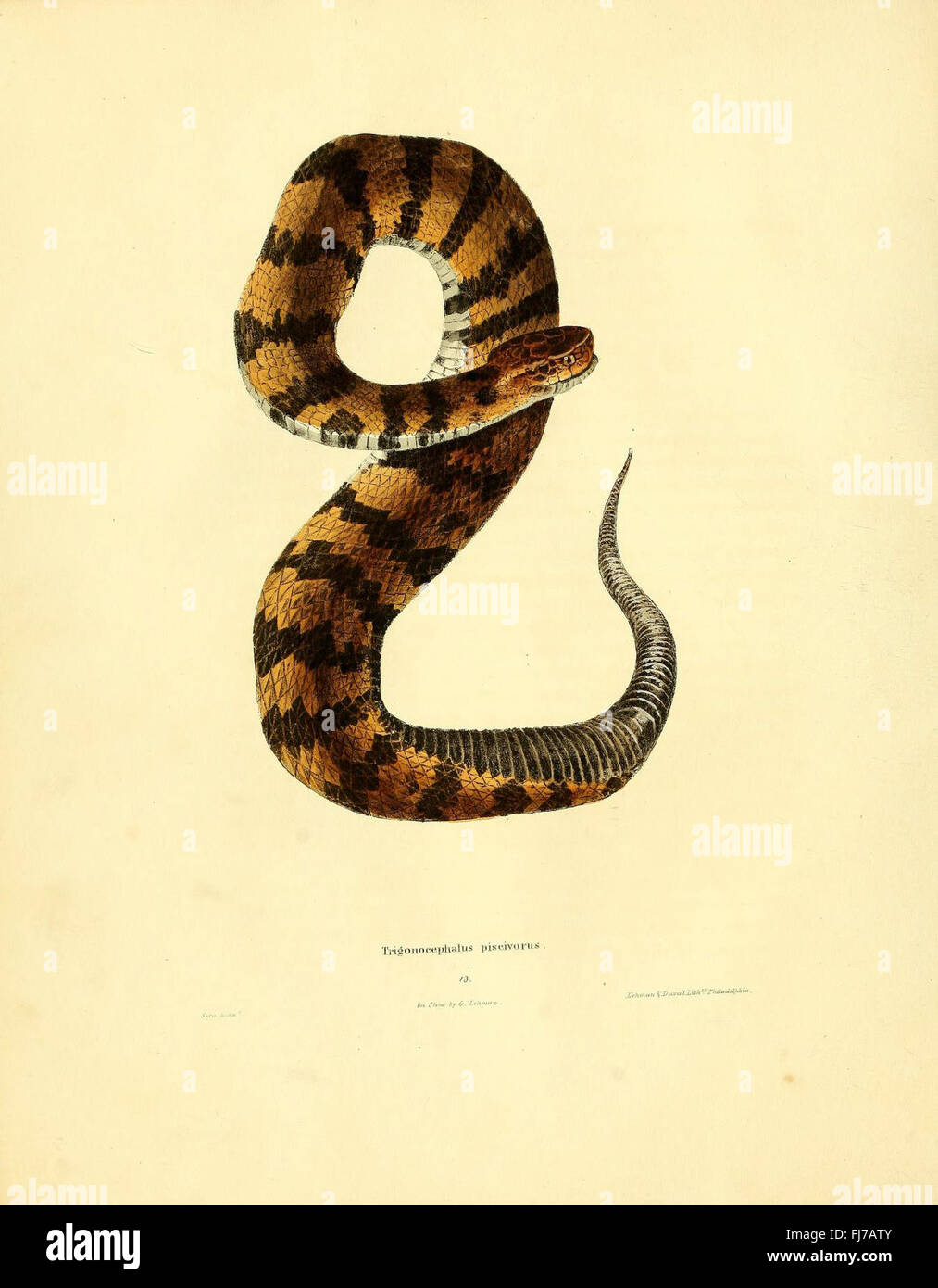 A comprehensive description of the reptiles of North America, covering ...