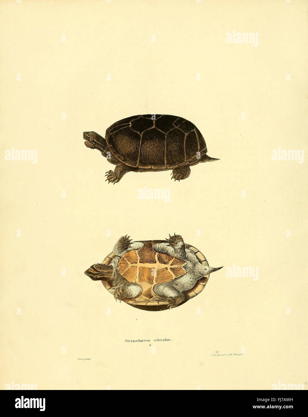 A comprehensive study of reptile and amphibian species native to North ...