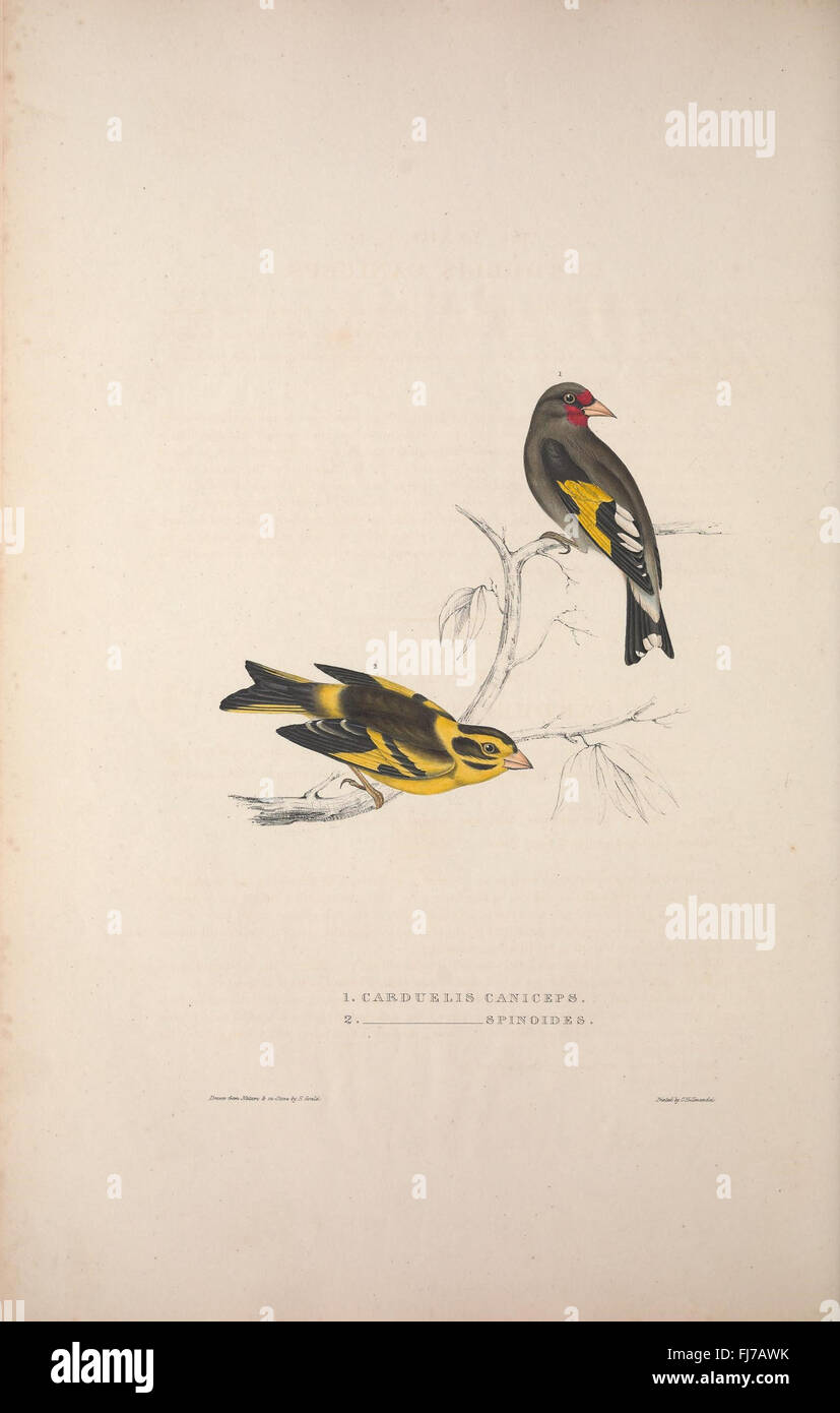 A century of birds from the Himalaya Mountains (TAB. XXXIII), Birds ...