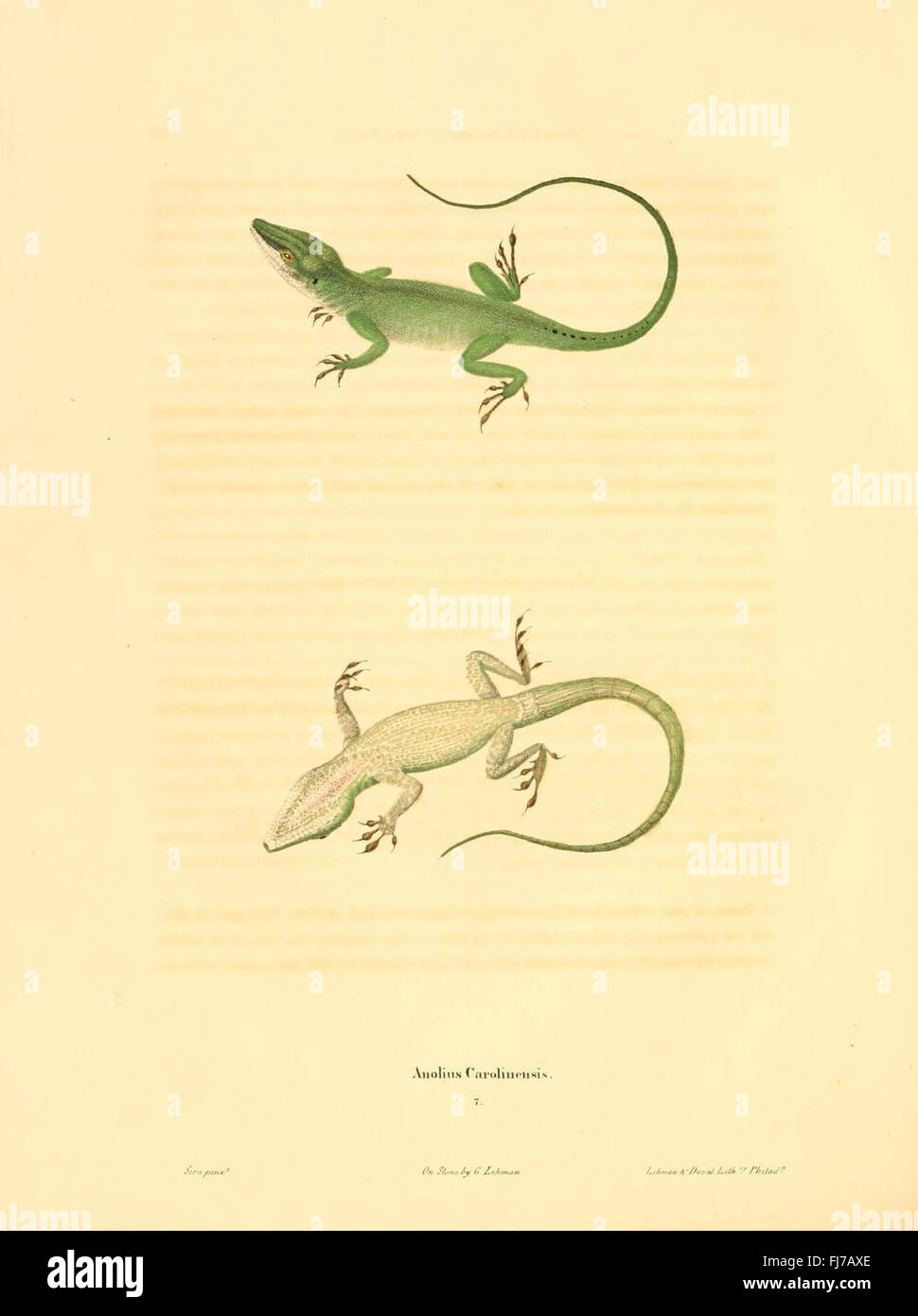 A study of North American herpetofauna, focusing on amphibians and ...