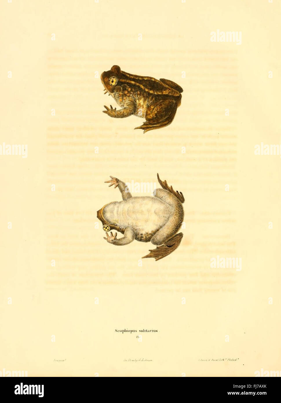 A scientific study of reptiles and amphibians native to North America ...