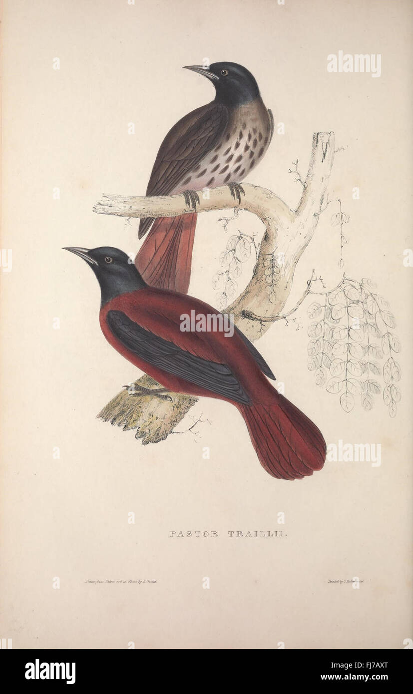 A Century of Himalayan Birds, Pictorial Works on Birds, Himalayan Avian ...