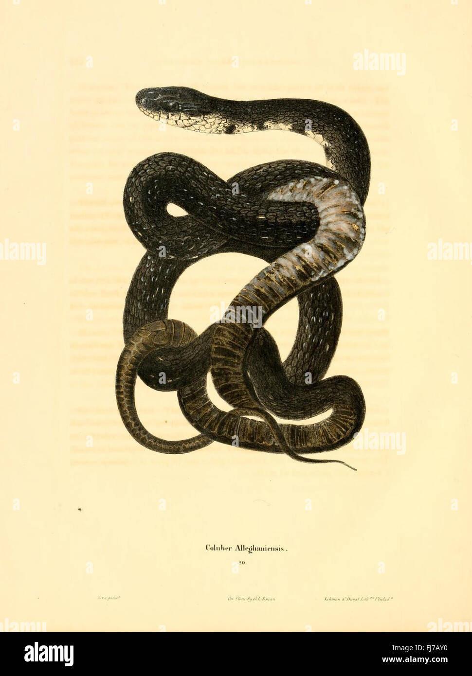 A comprehensive study of the reptiles and amphibians of North America ...