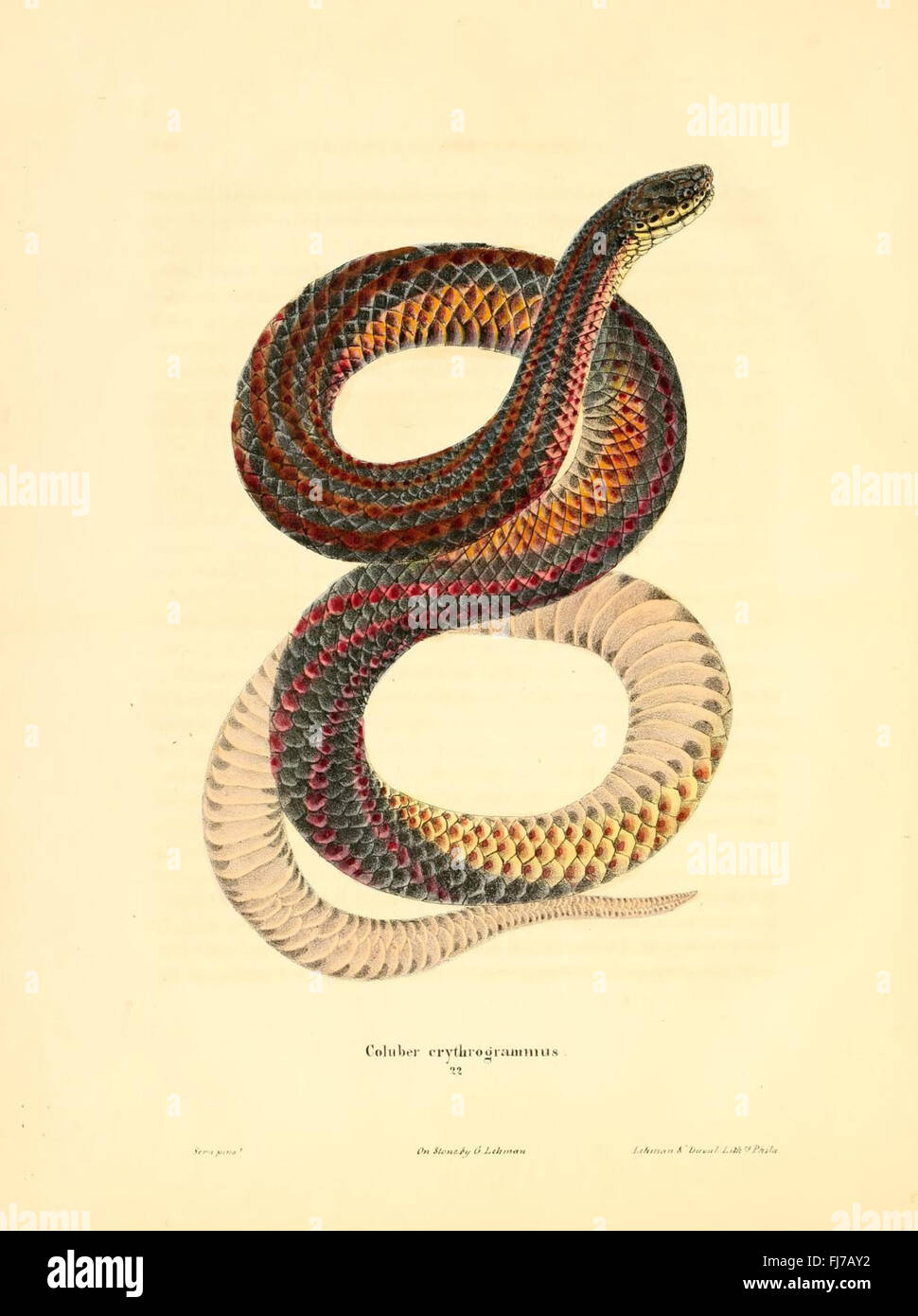 'North American Herpetology' detailing the amphibians and reptiles of ...