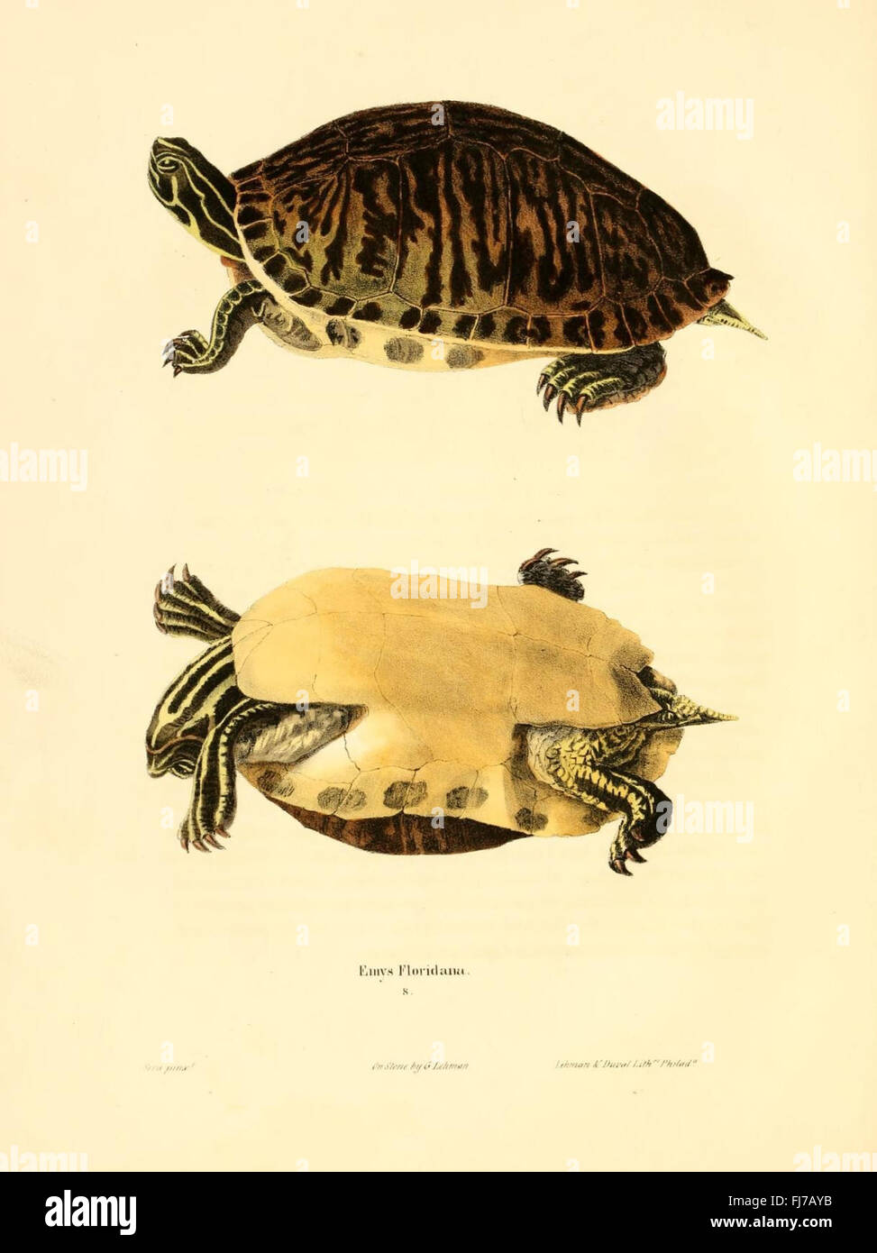 Amphibian conservation efforts hi-res stock photography and images - Alamy