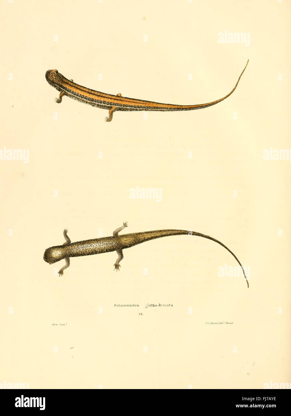 A study of North American amphibians and reptiles, based on extensive ...