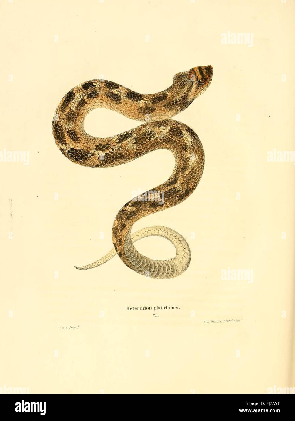 A comprehensive study on amphibians and reptiles of North America ...