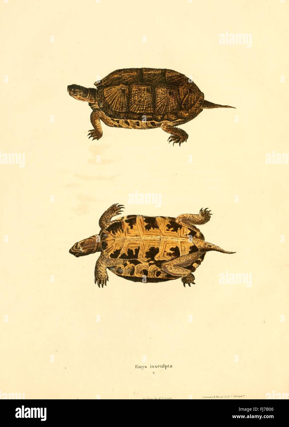 This study covers the reptiles and amphibians of North America ...