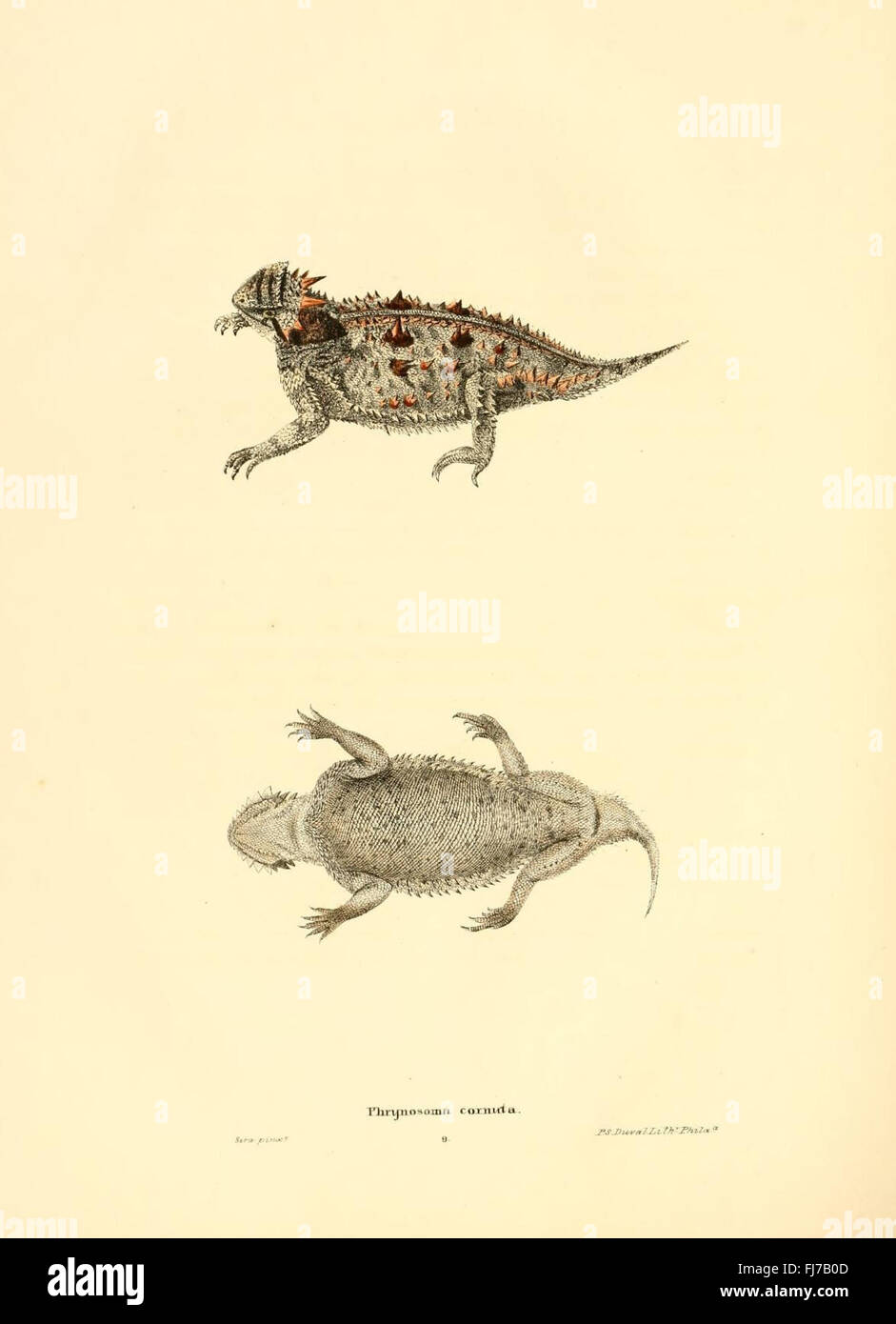 A zoological work on amphibians and reptiles native to North America ...