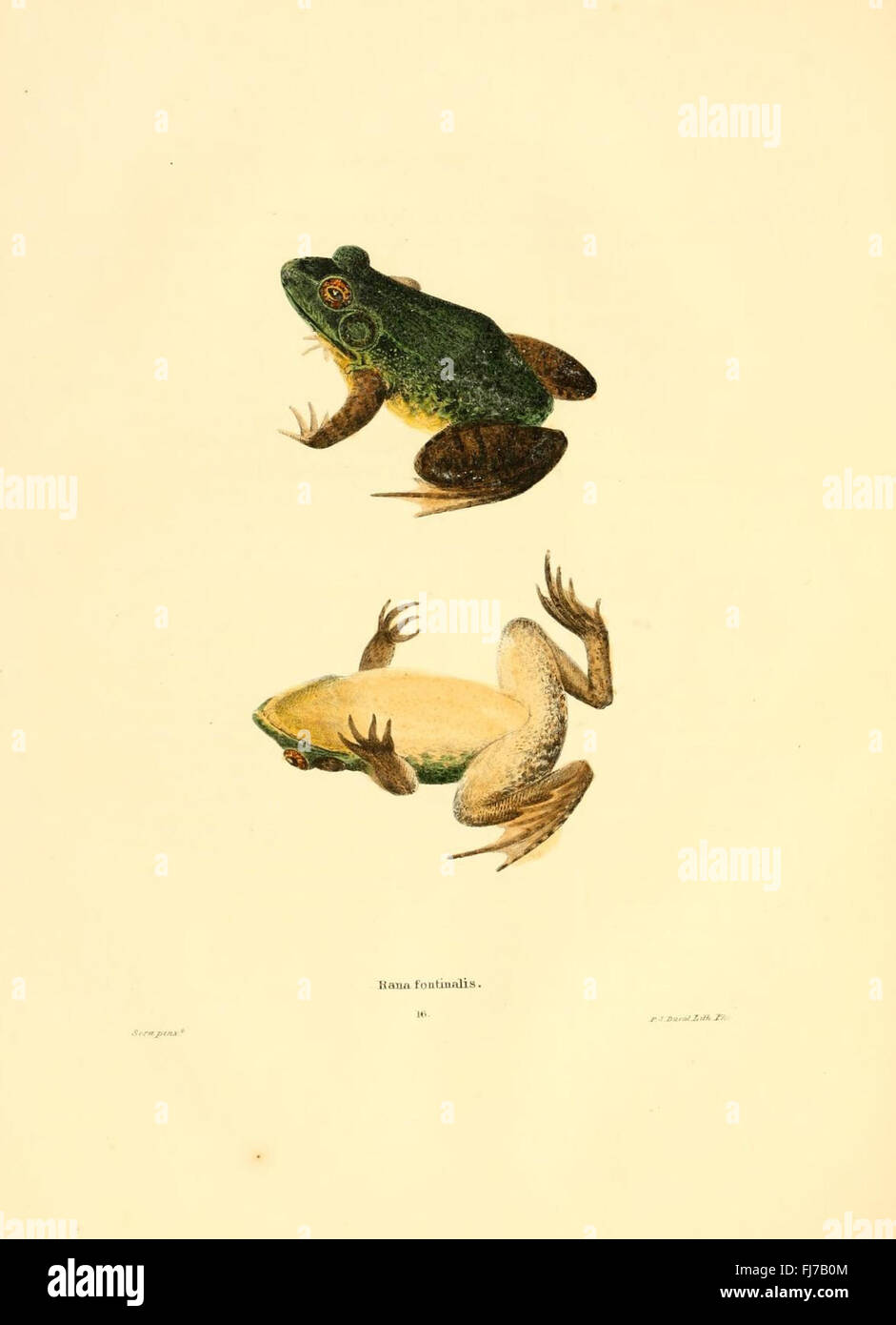 A scientific study of reptiles and amphibians native to North America ...