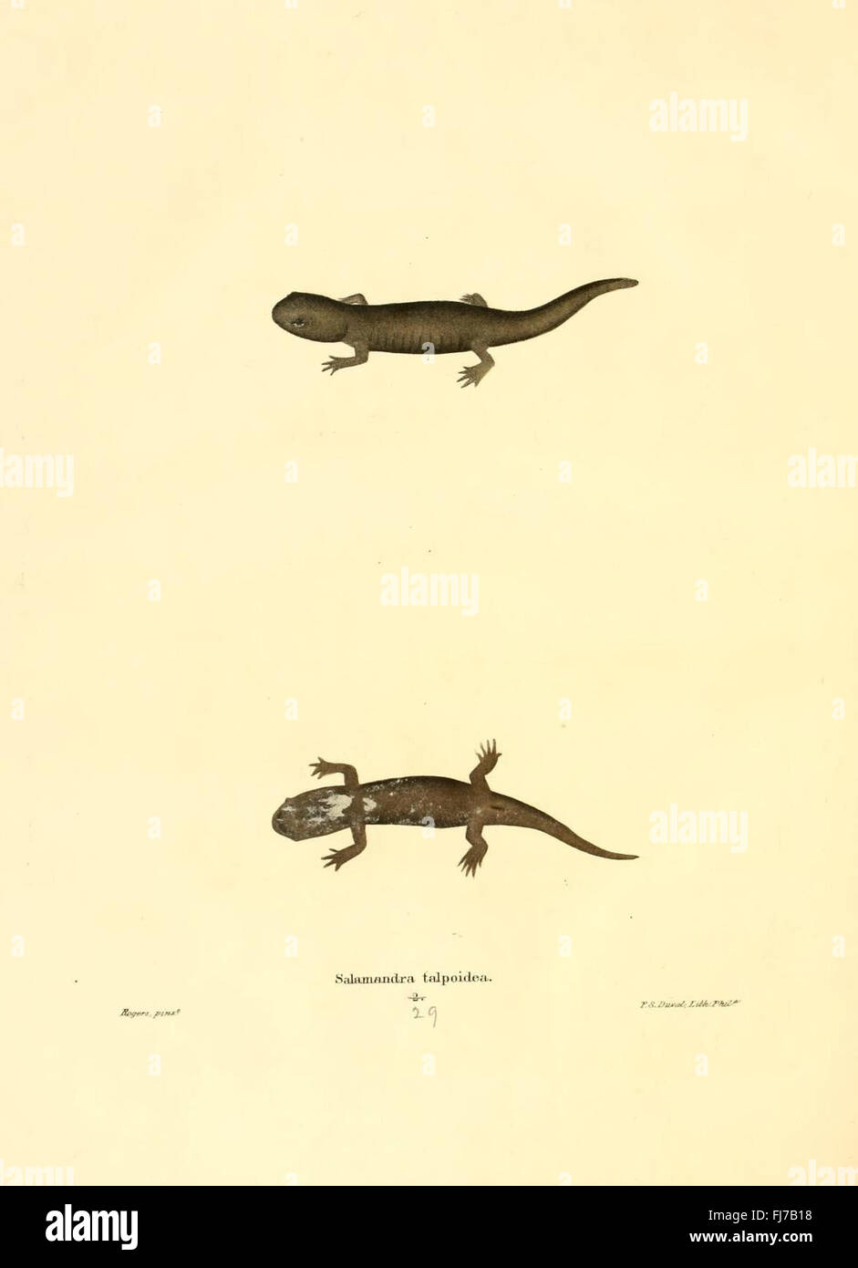 A comprehensive study of reptiles and amphibians native to North ...