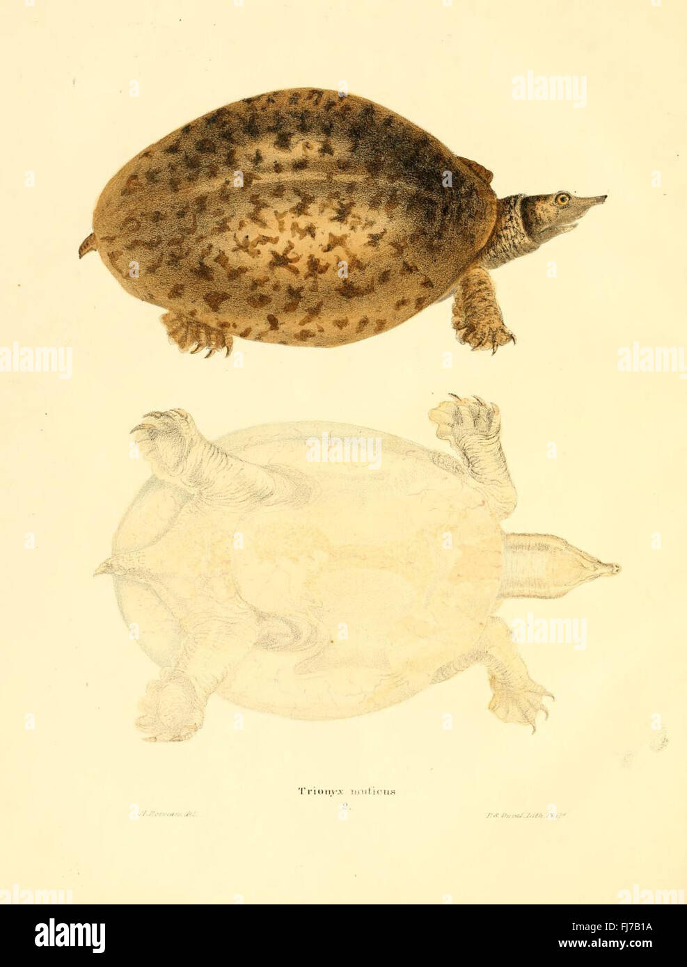 A study of amphibians and reptiles in North America, exploring species ...