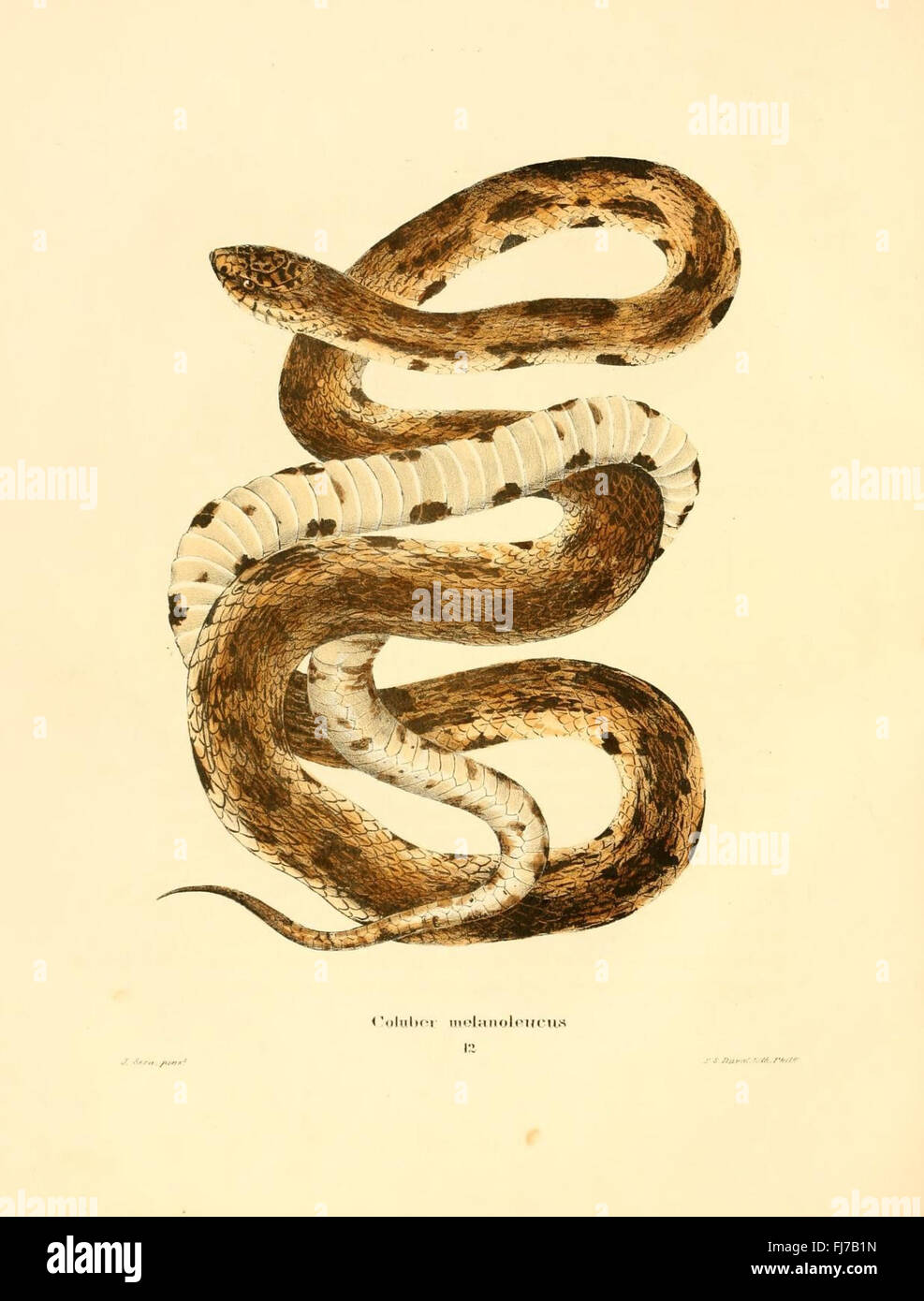 A study of North American reptiles and amphibians, documenting various ...