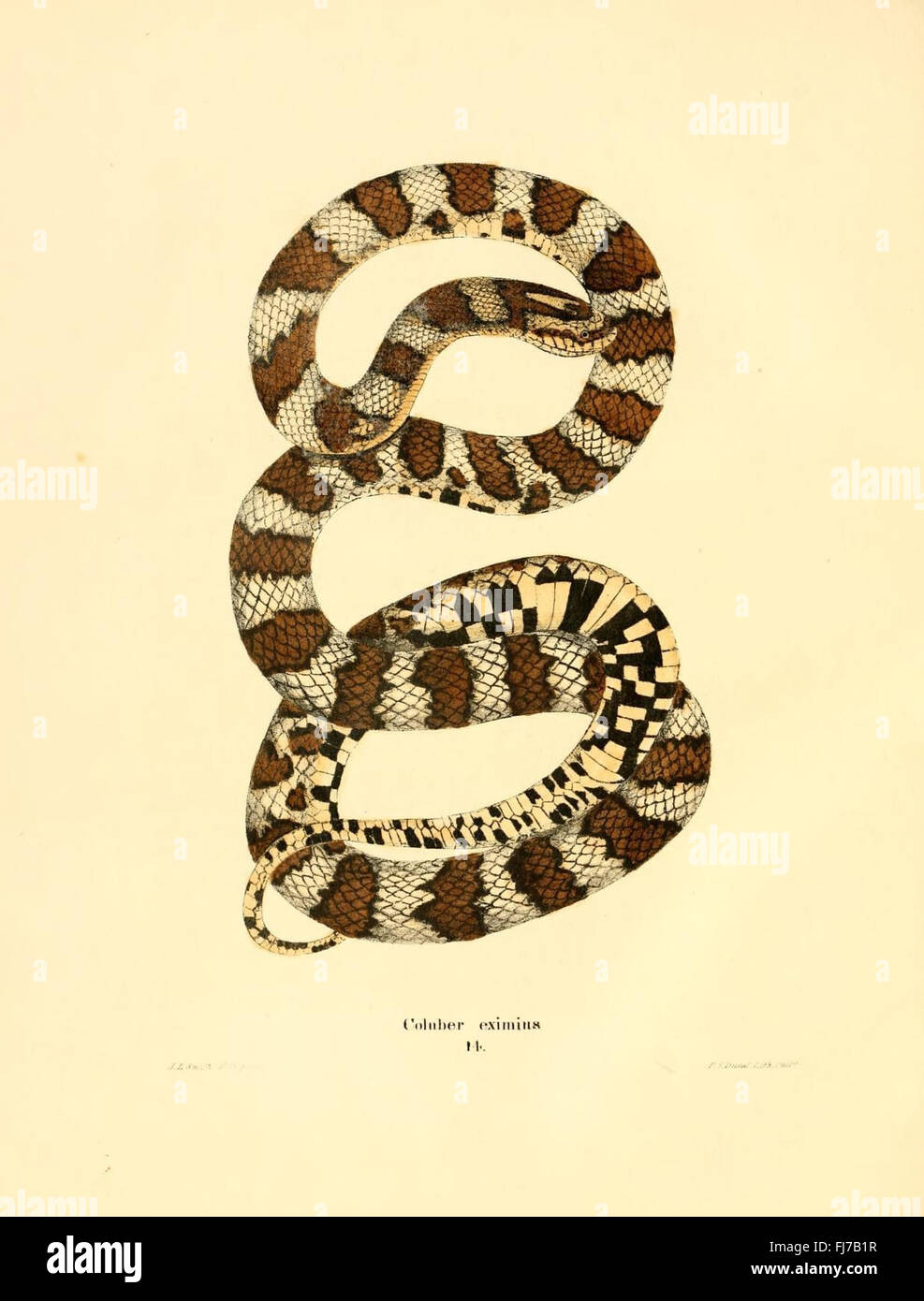 Scientific study on North American amphibians and reptiles, detailing ...