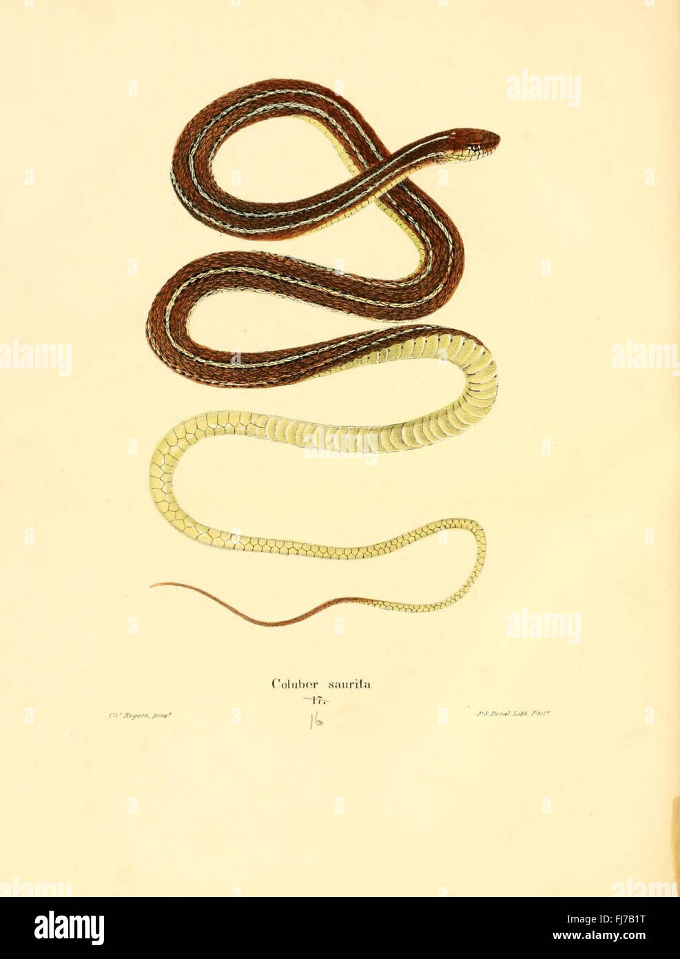 A study on the amphibians and reptiles of North America, exploring ...