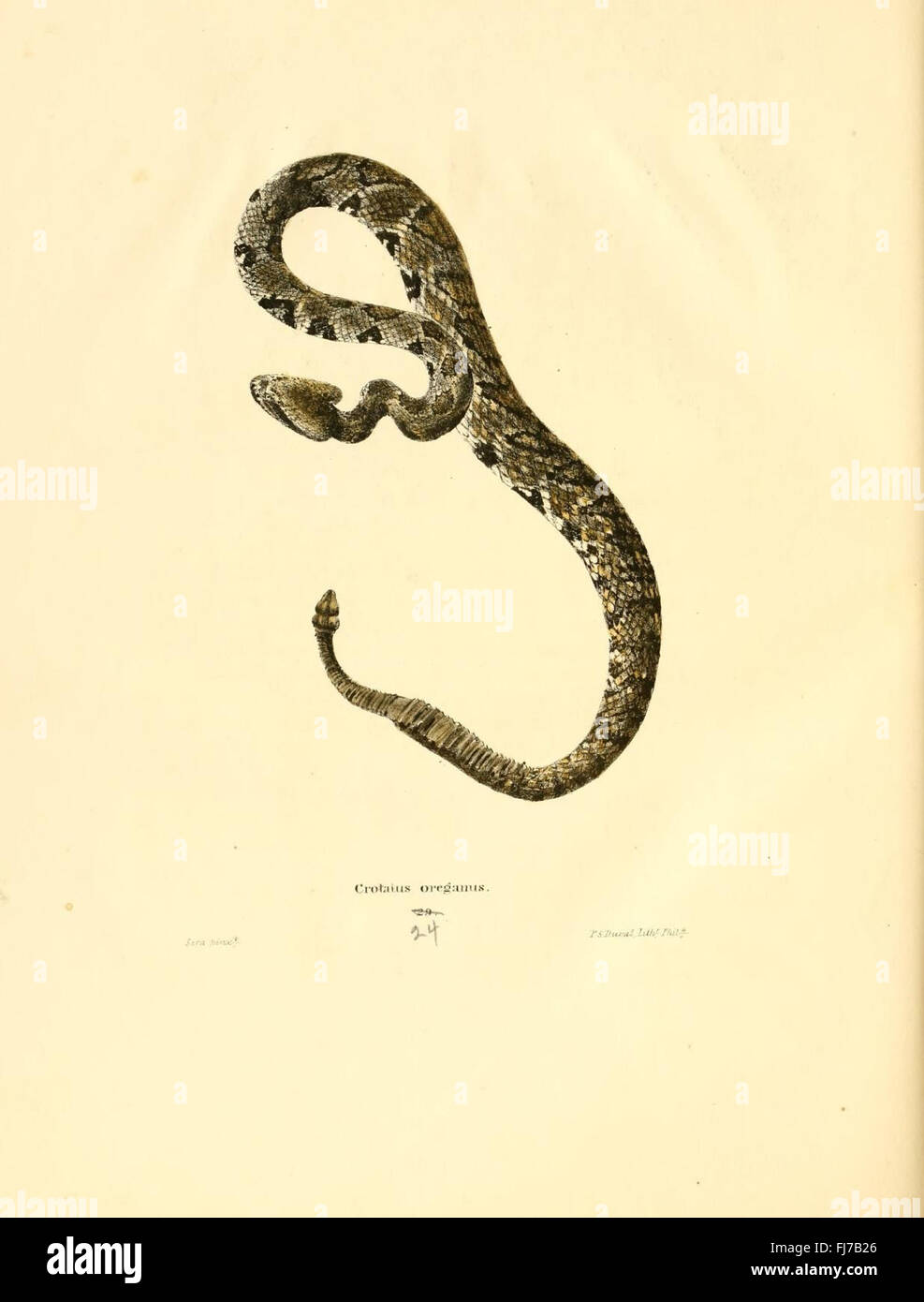 A comprehensive study of reptiles and amphibians native to North ...