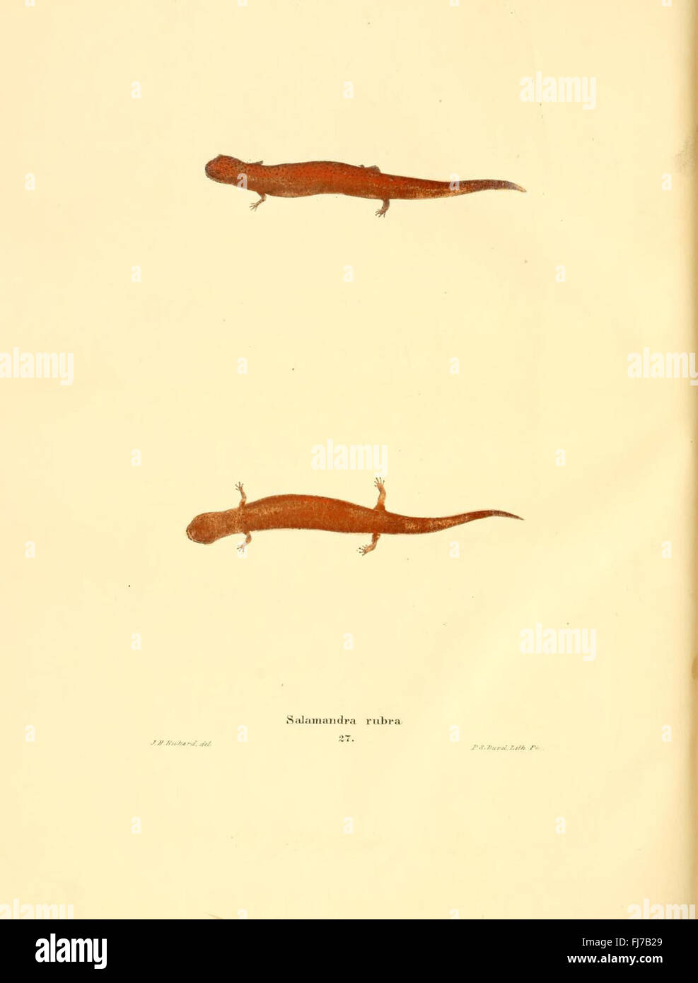 A comprehensive study of amphibians and reptiles of North America ...