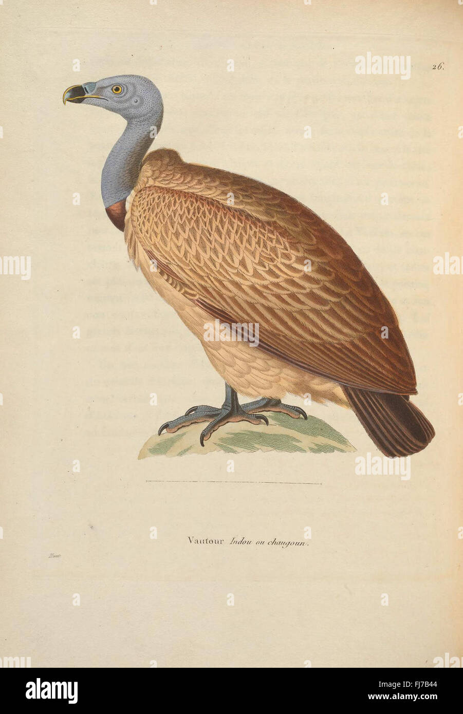 Bird illustrations, European birds, bird species, ornithology, avian ...