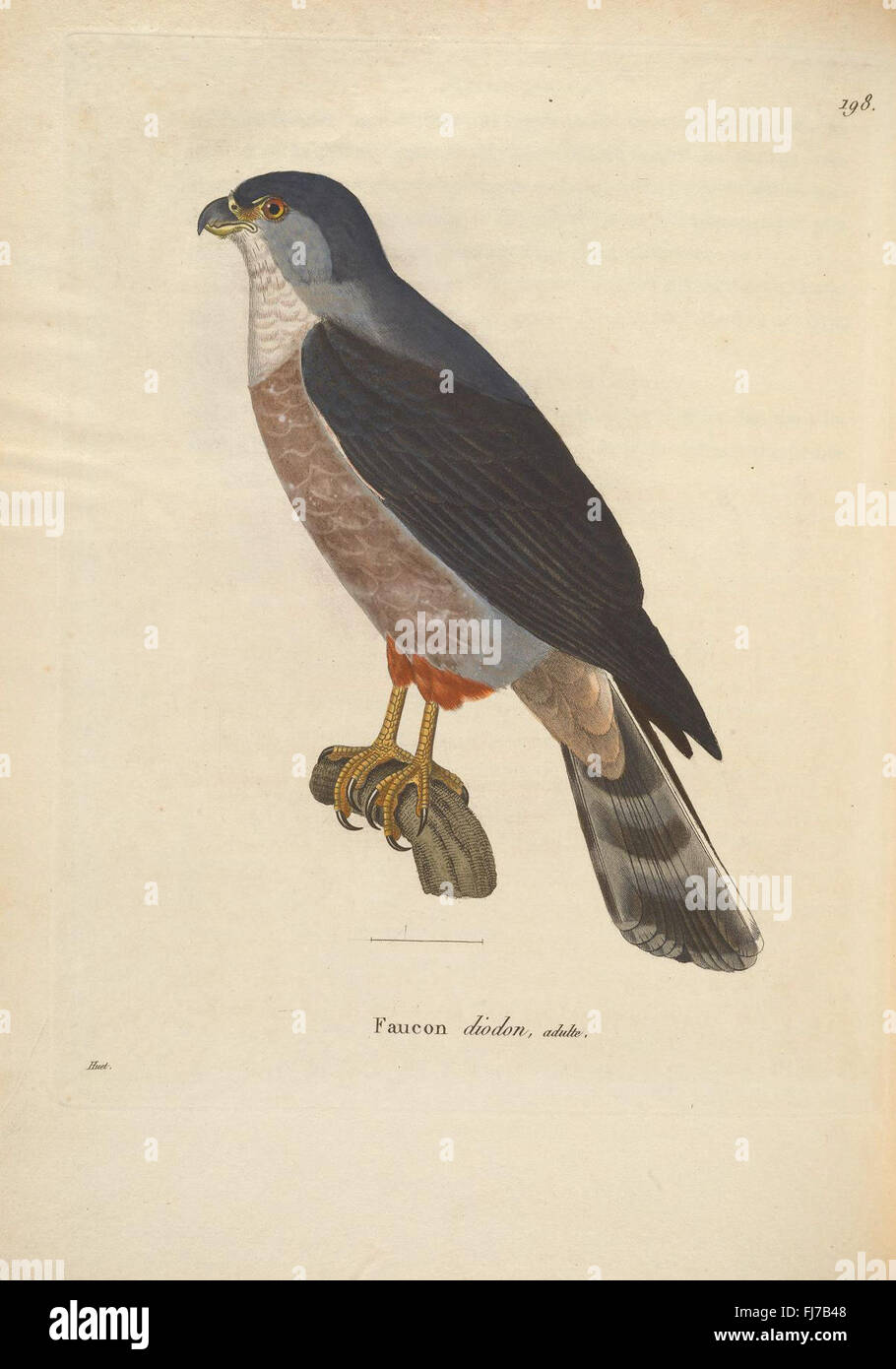 Birds taxonomic classification hi-res stock photography and images - Alamy