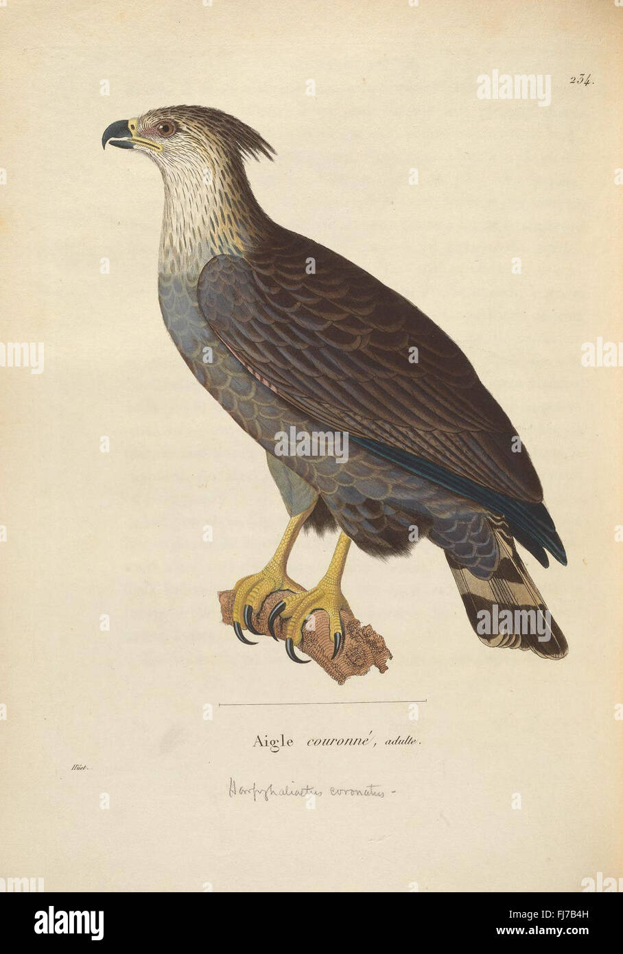 A collection of colored illustrations of birds, showcasing species ...