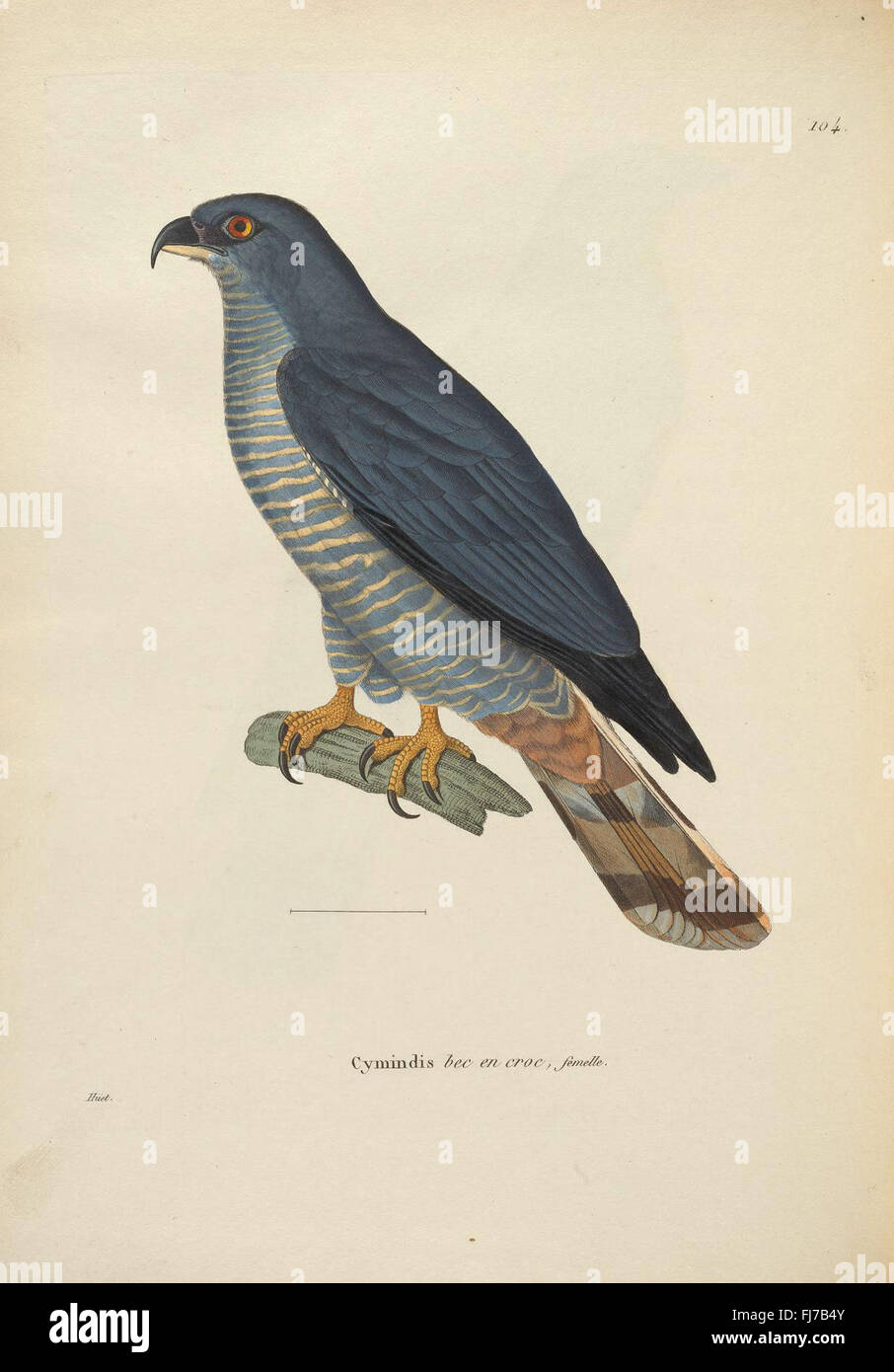 A work featuring colored plates of birds, offering a collection of ...