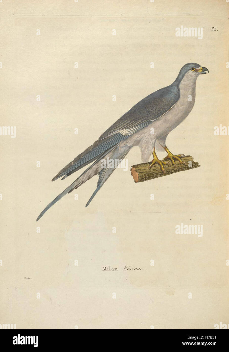 A new collection of colored plates of birds, focusing on avian species ...