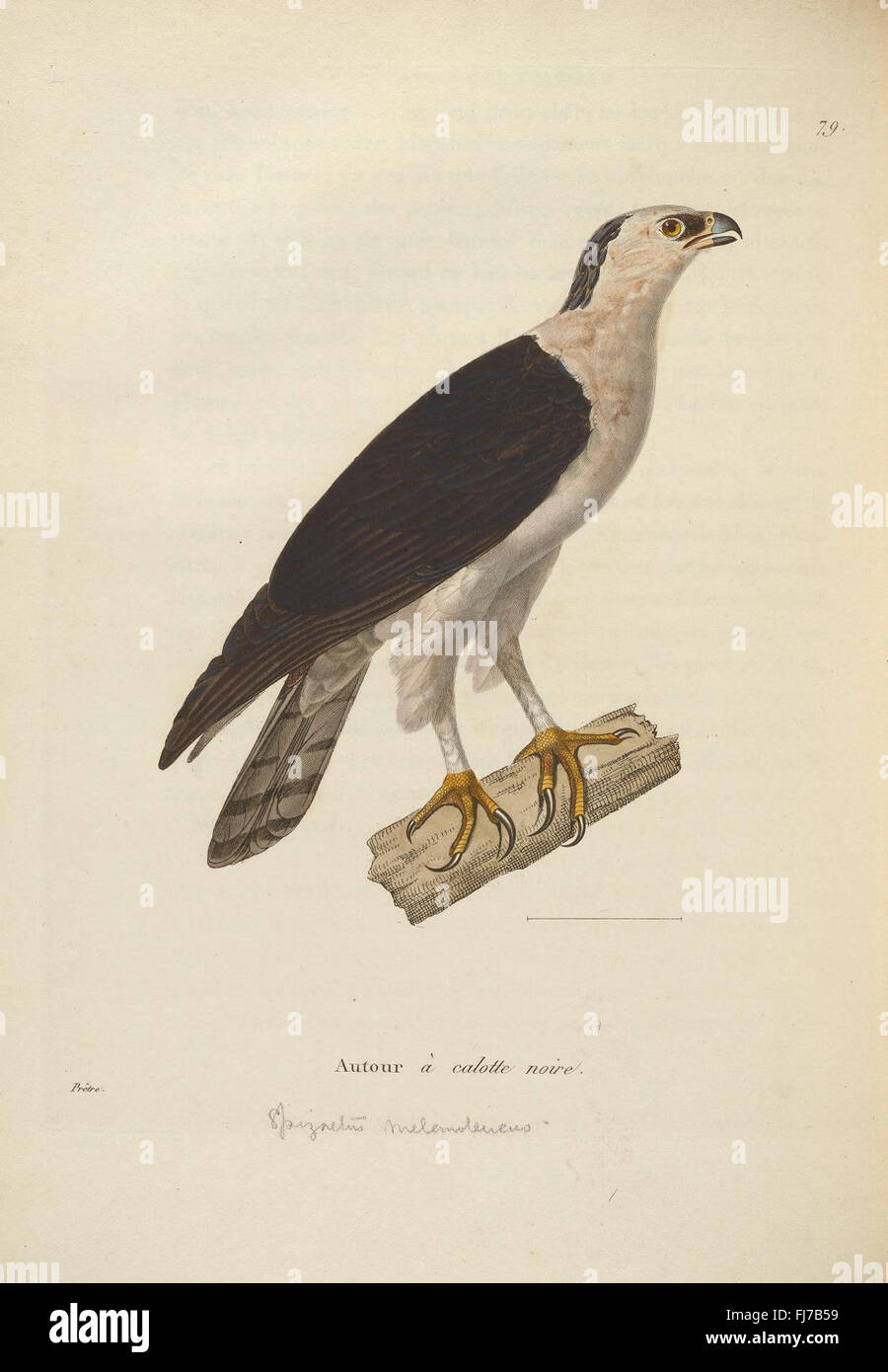 A collection of bird illustrations from the Smithsonian Institution ...