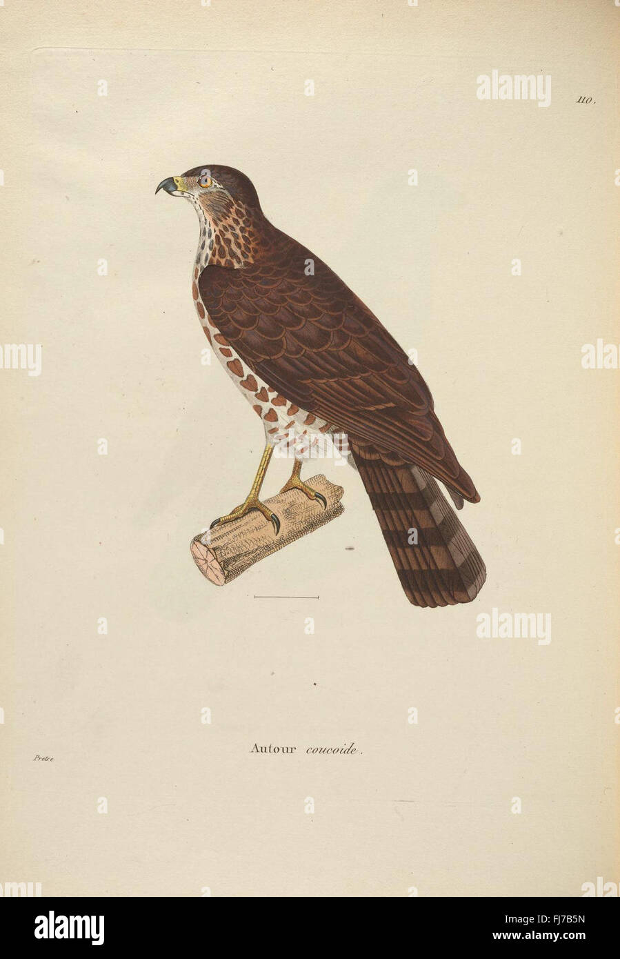 This collection from the Smithsonian Institution Libraries features ...