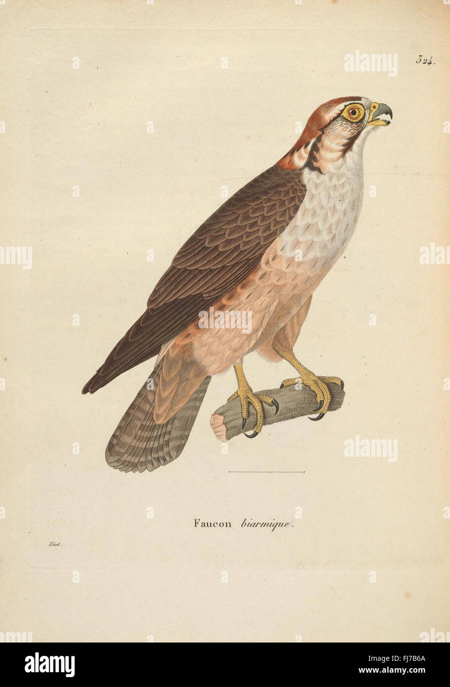 A collection of colored plates depicting various bird species, offering ...