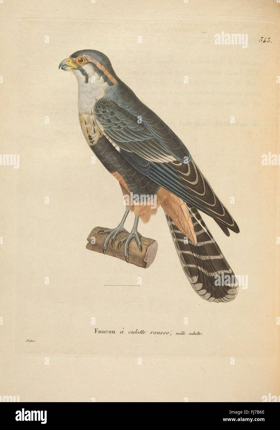 A collection of colored illustrations of various bird species, offering ...