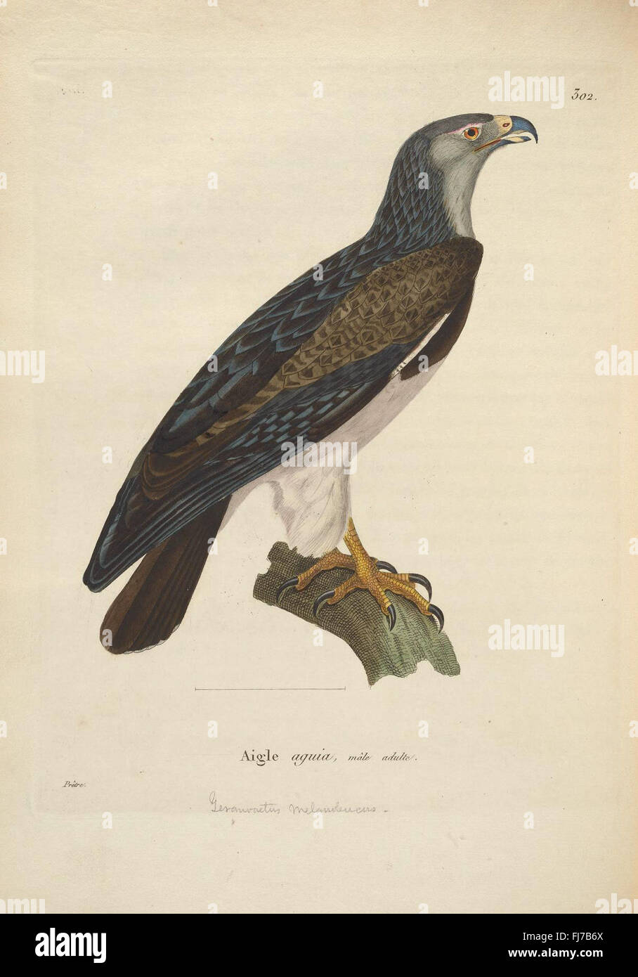 A French illustrated collection of birds, showcasing various species ...